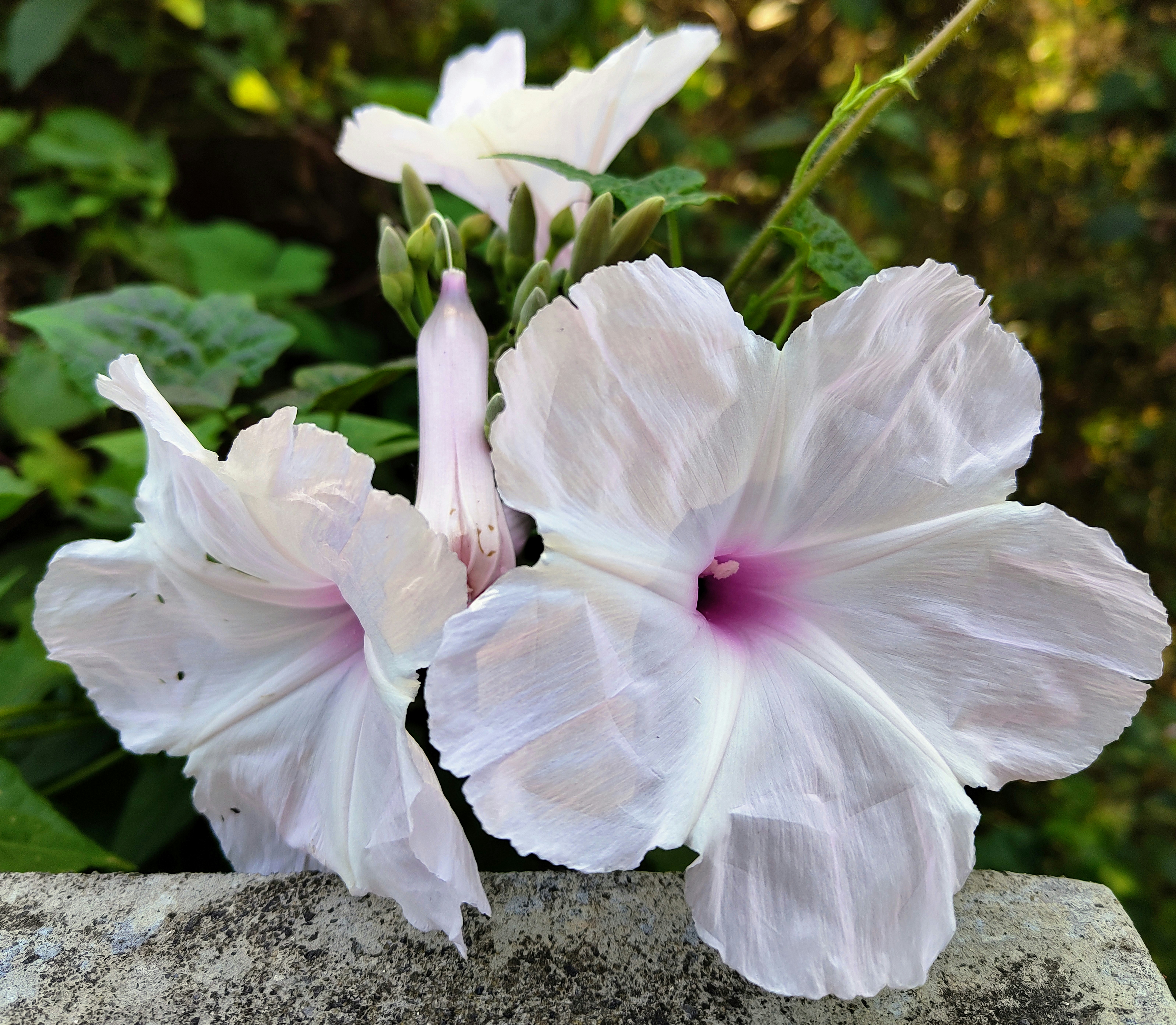 Gros plan d’une fleur sur un rocher photo – Image gratuite de Fleur sur ...