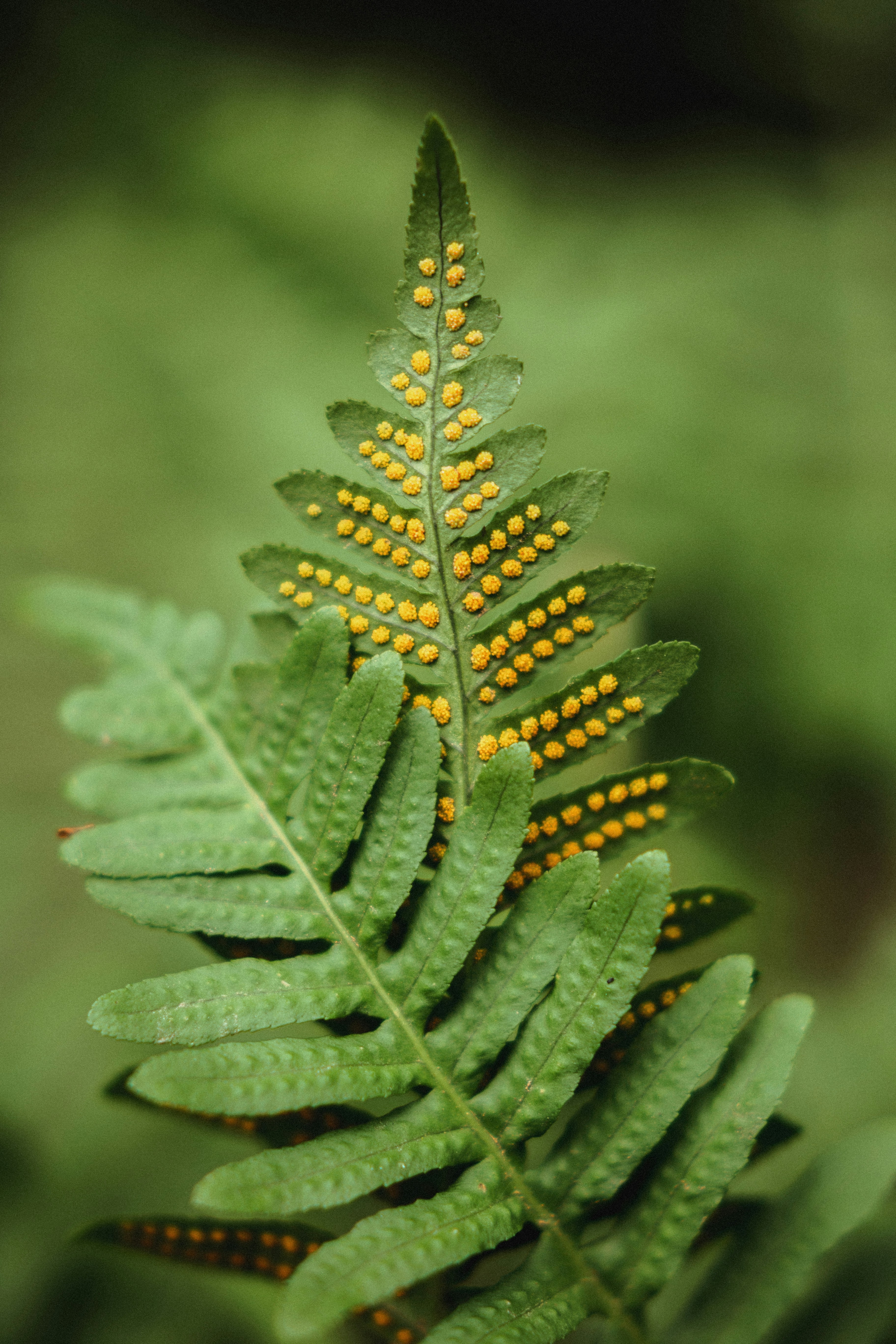Golden Sori Parade on a Fern Frond in Quiet Macro Portrait