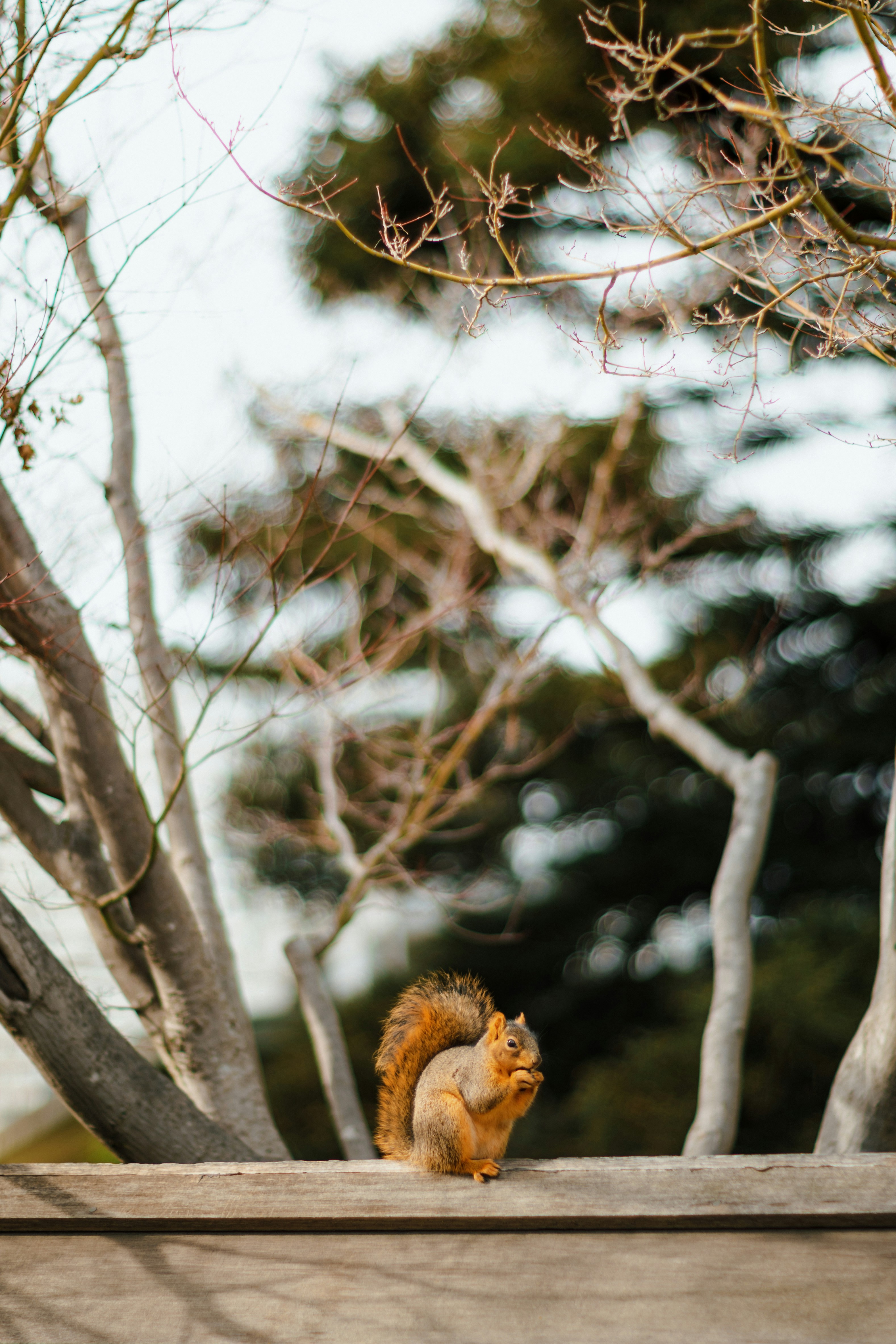 Squirrel on a Weathered Rail: A Moment of Quiet Focus