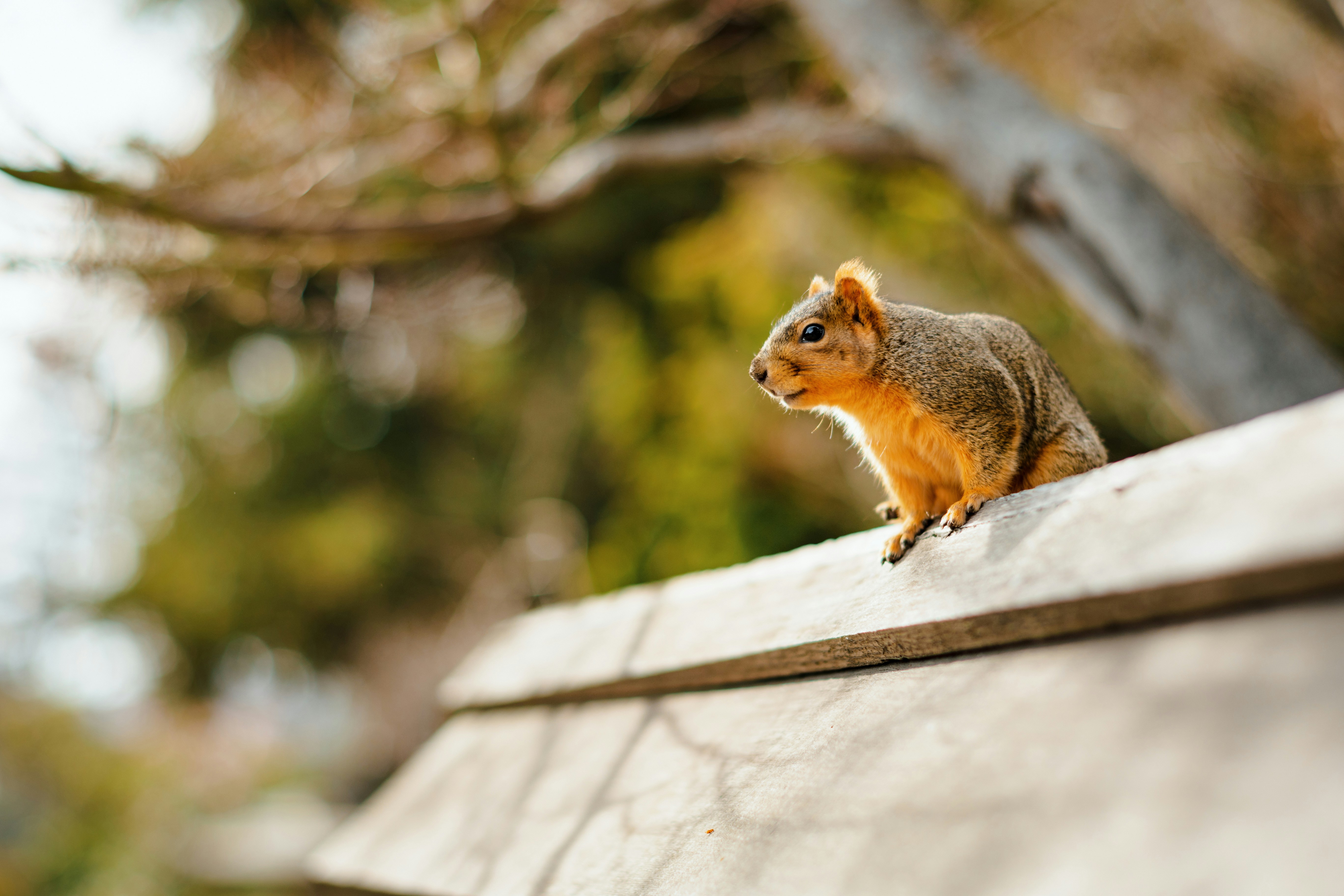 Squirrel Sentinel on a Slanted Barrier