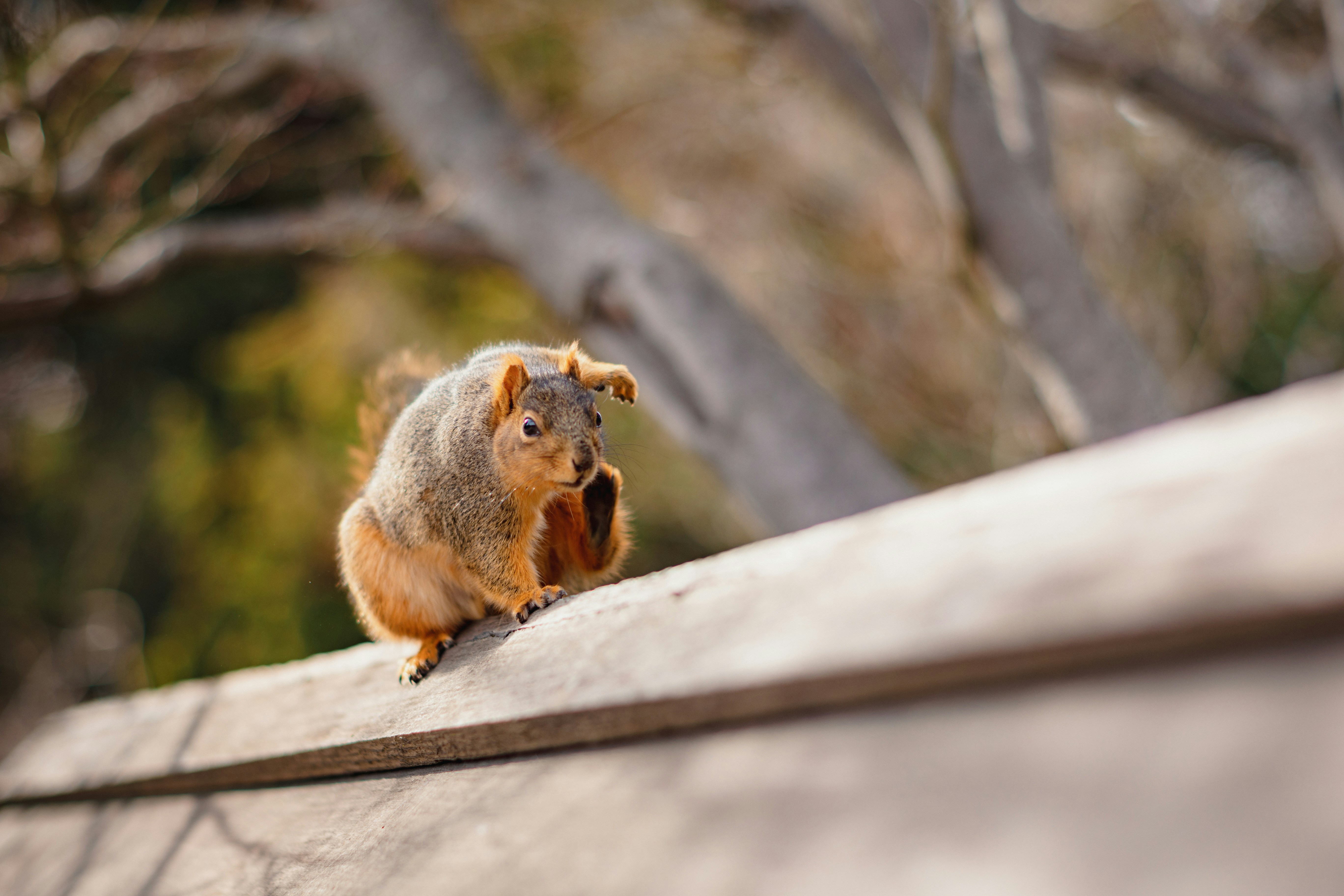 Squirrel on a Log: A Curious Pause Along the Beam