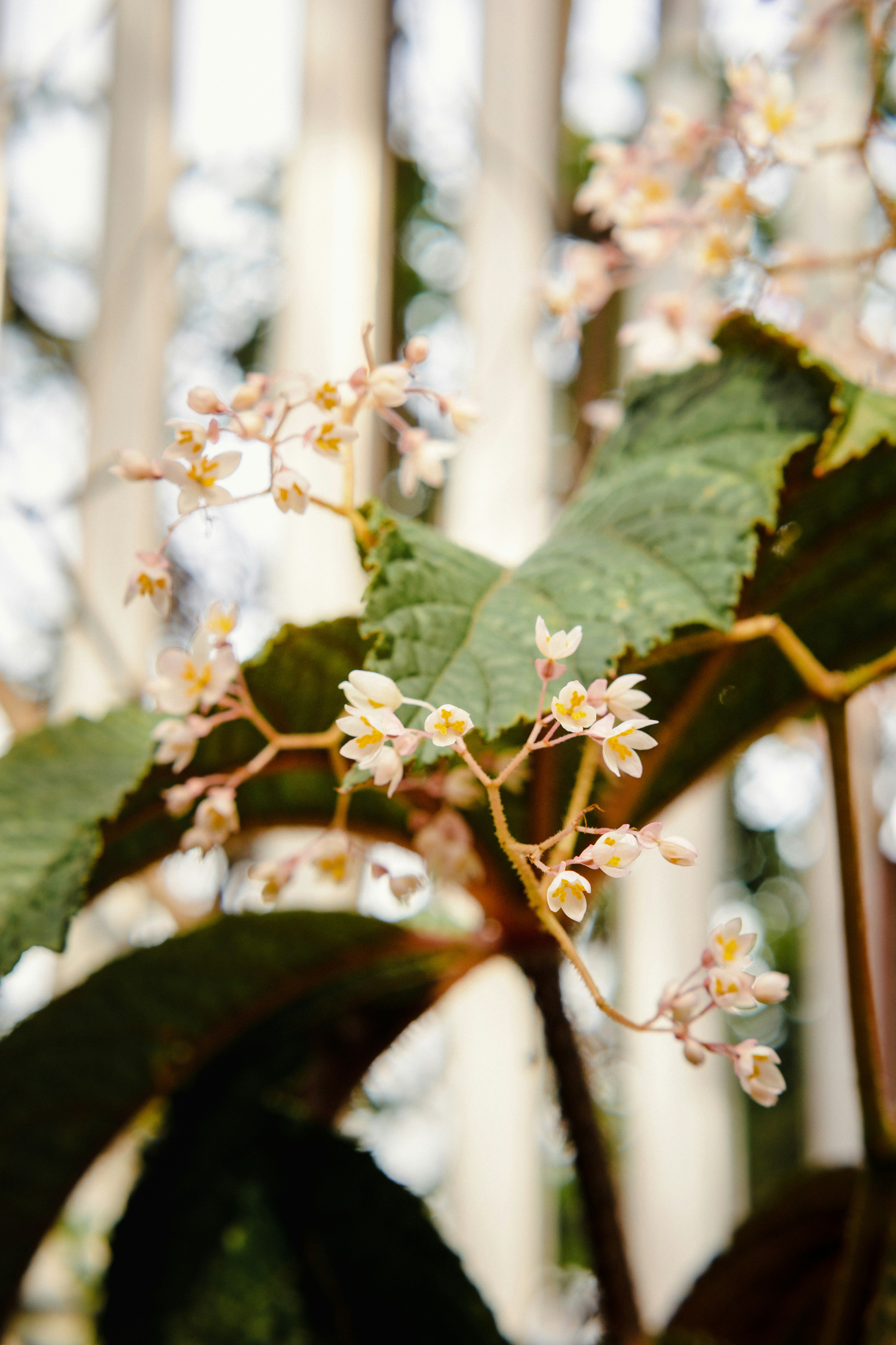 Delicate blossoms cling to a stem against a soft, sunlit backdrop