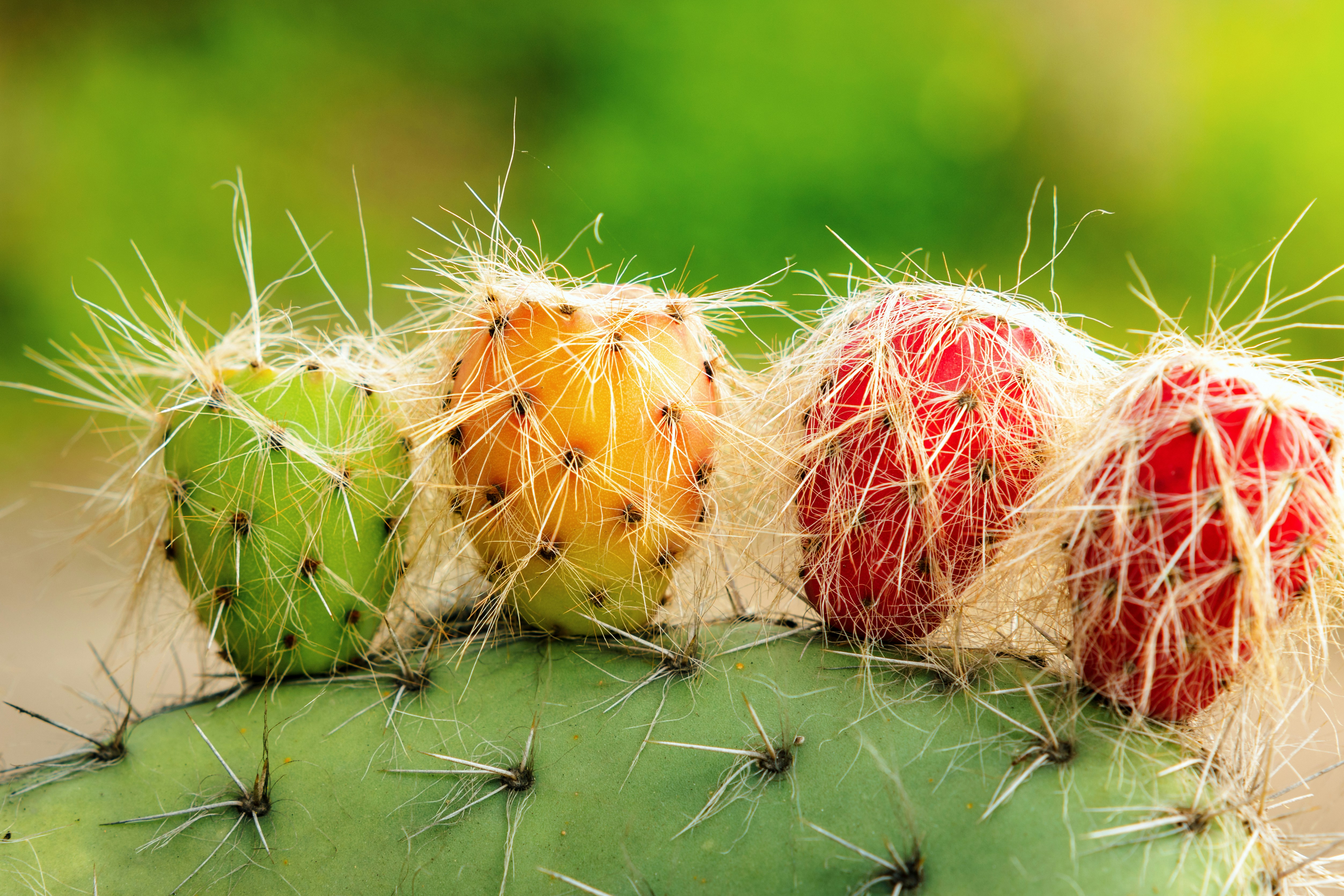 Row of ripening cacti fruit tethered by hairlike spines