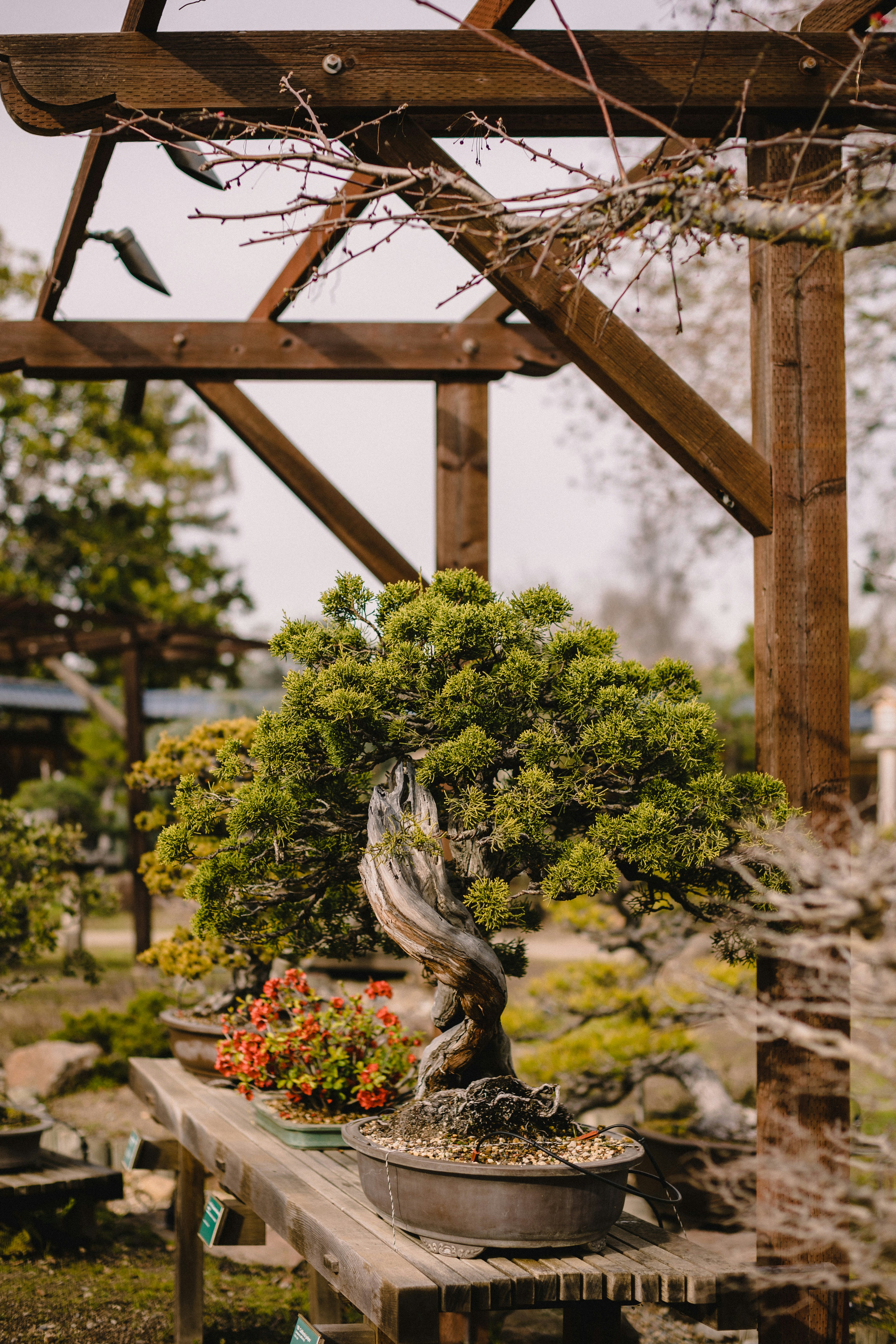 Twisted Trunk, Quiet Garden: A Bonsai Portrait Under Timber Beams