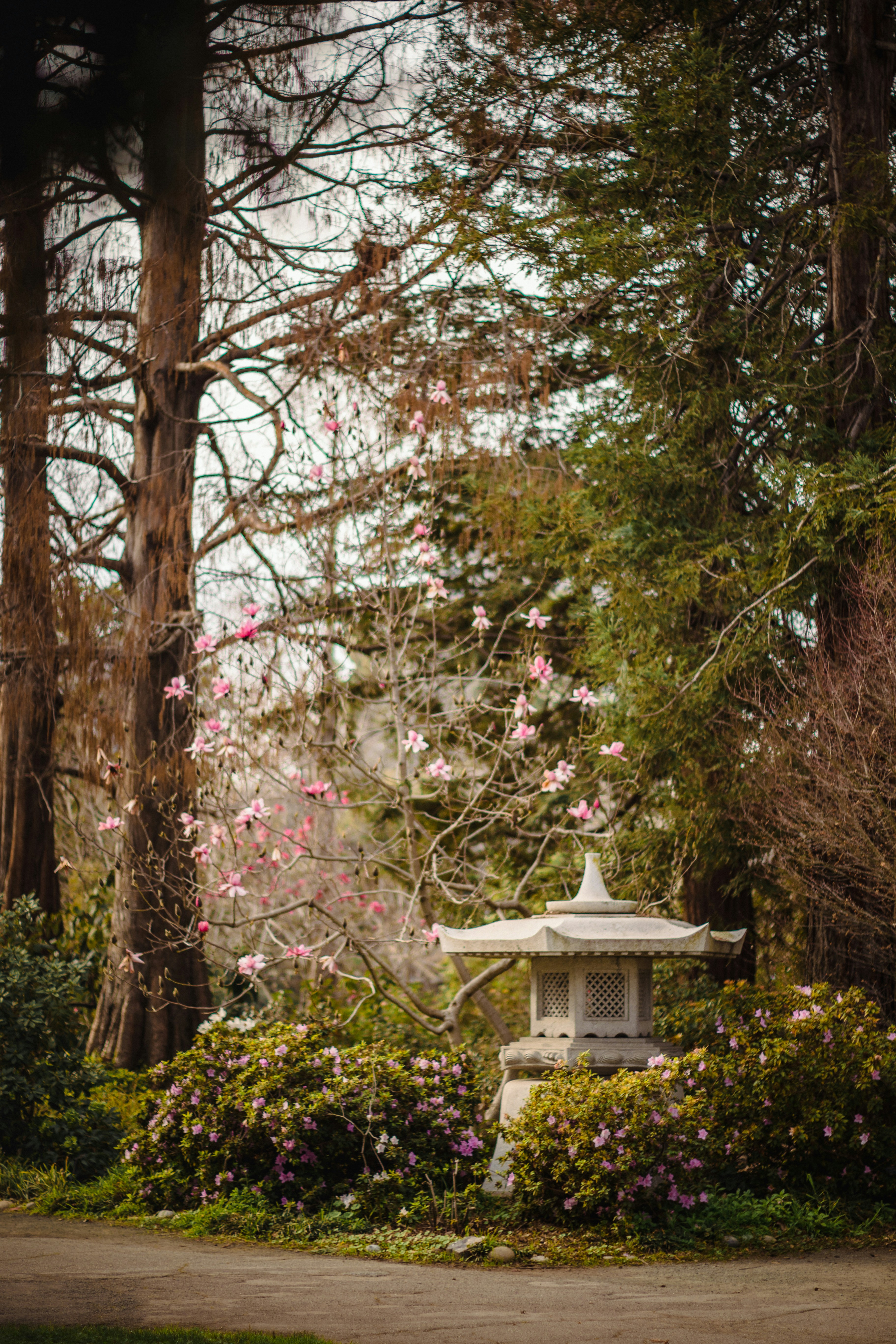 Petal-lit Lantern: a Quiet Japanese Garden Moment