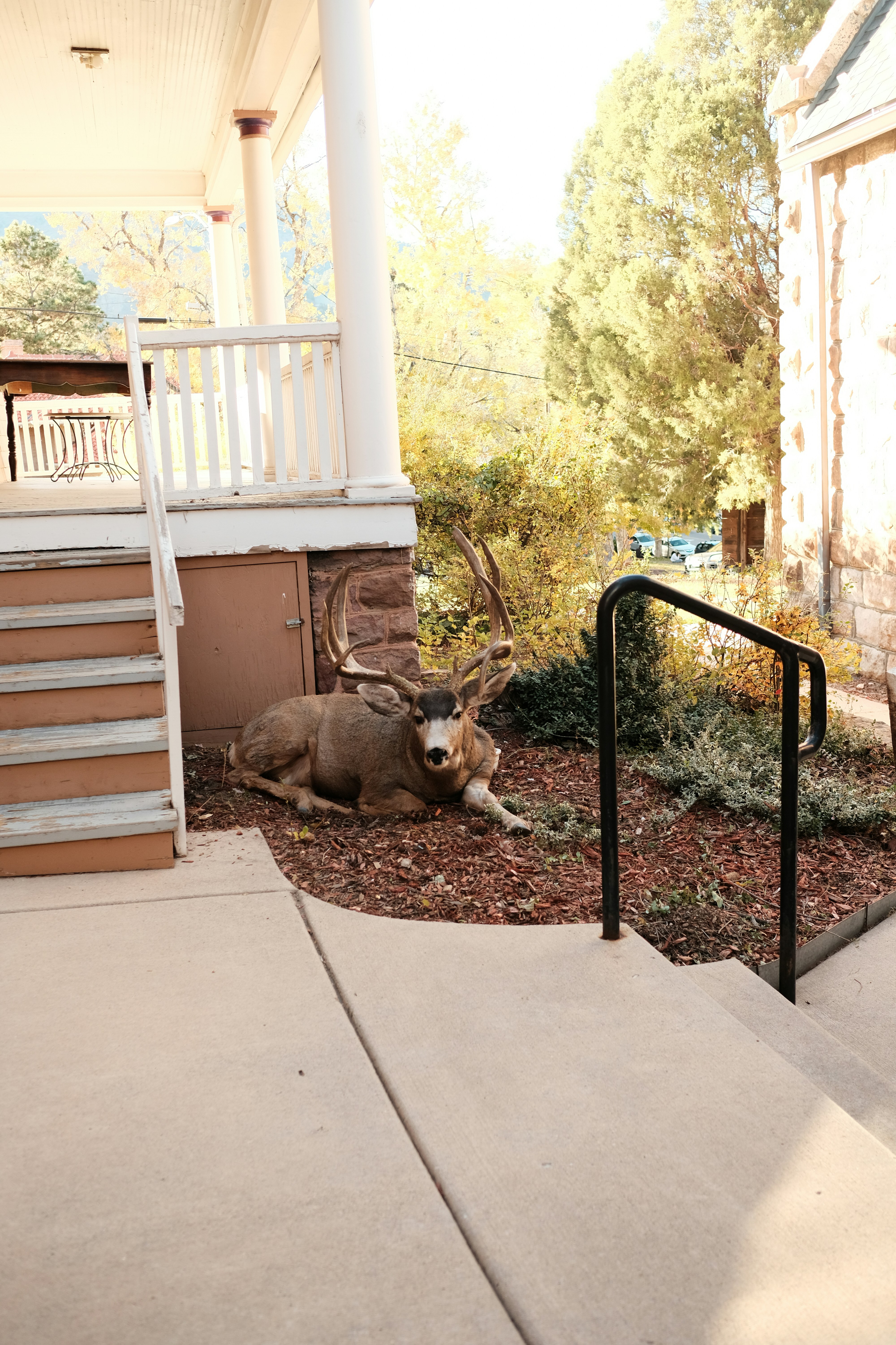 A deer with impressive antlers relaxes beside a porch, surrounded by foliage and steps. The scene captures a moment of tranquility in a natural setting.