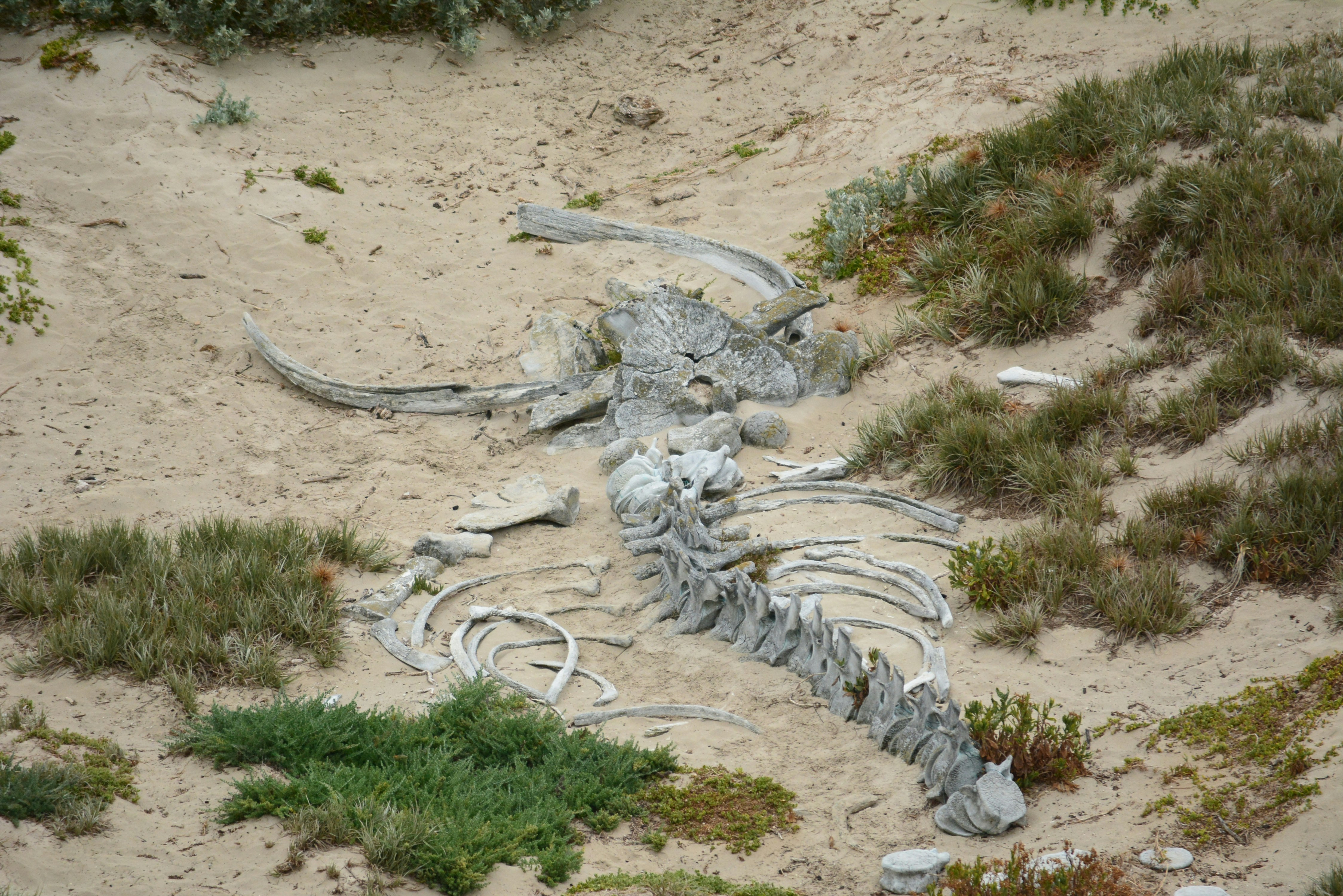 Wind-sculpted Desert Fossil: Bleached Spine Across Sand and Grass