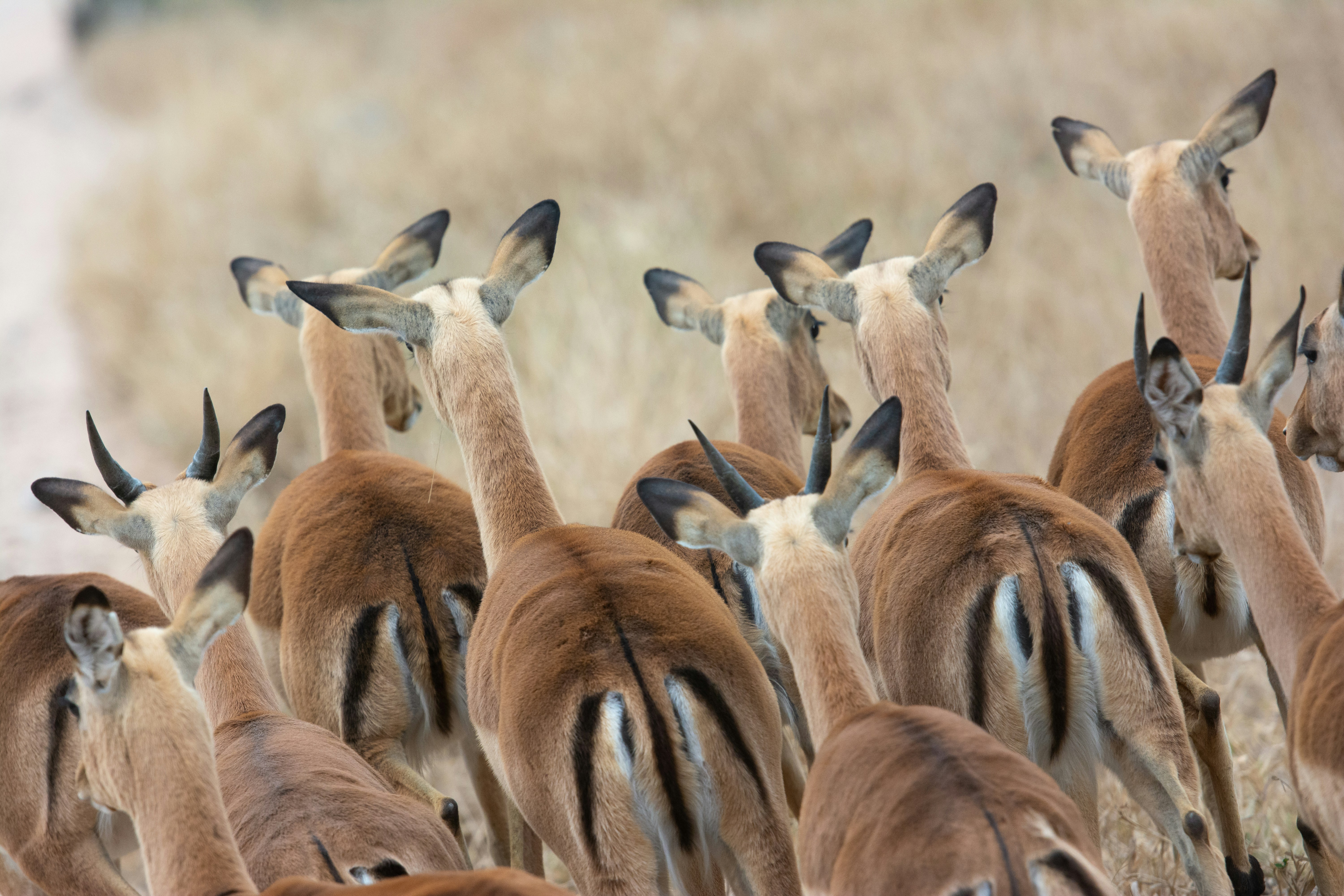 Herd of Impalas Spurred by the Serengeti Breeze