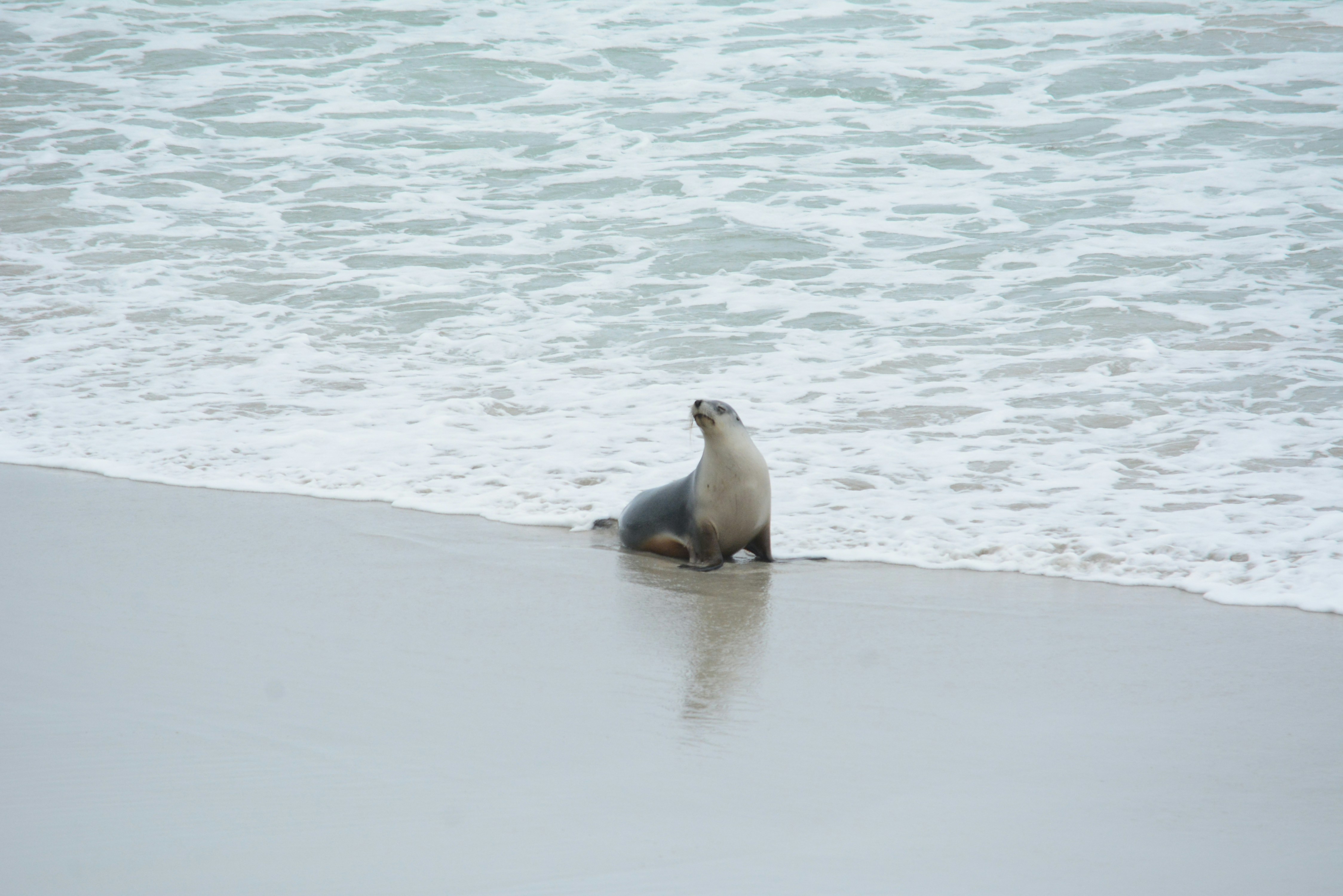 Seal on a Quiet Shoreline: Rest by the Tide