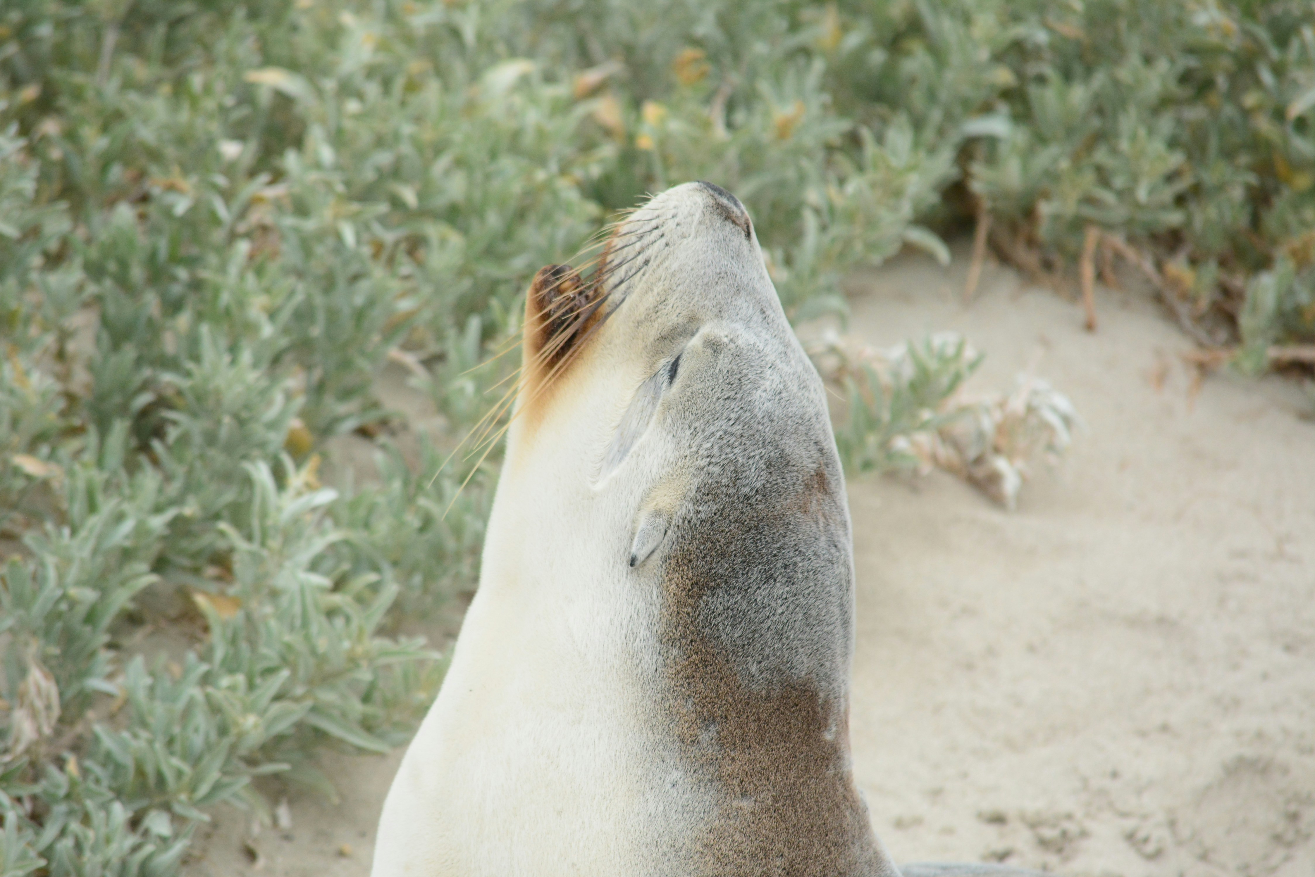 Curved Focus: A Seal Nose-Lifted to the Sand