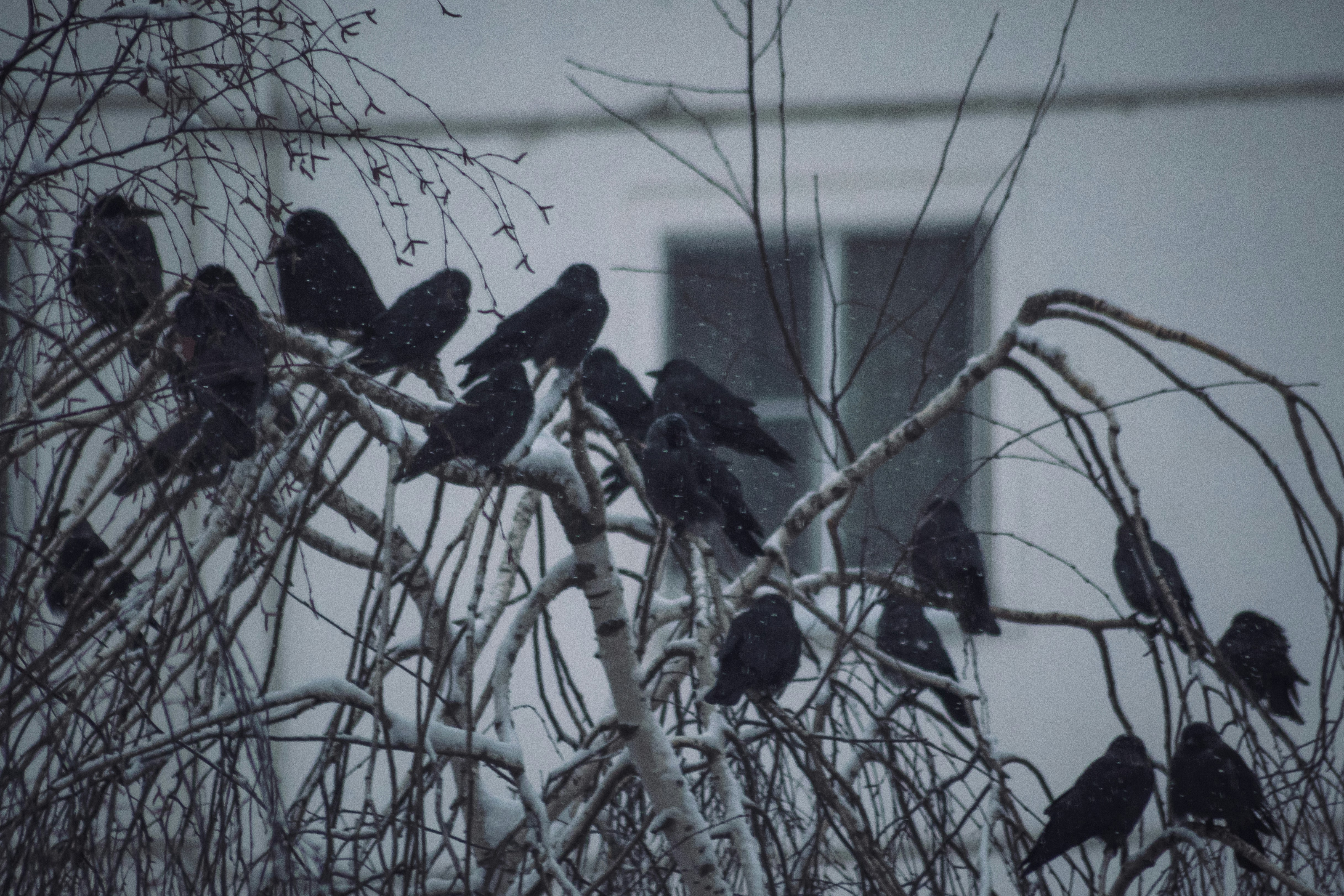 A cluster of crows perched on bare branches amidst falling snow, framed by a muted background of a building window.