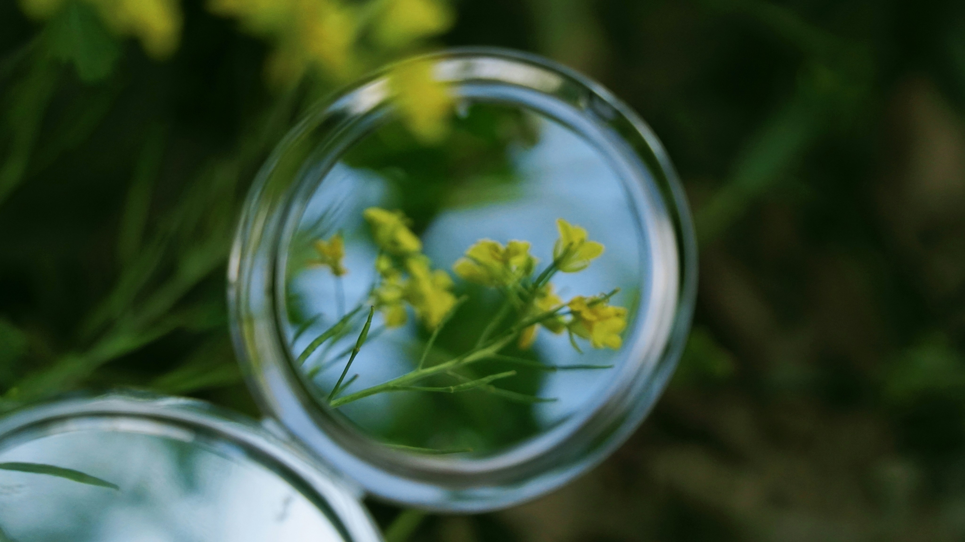 A close up of a magnifying glass with flowers in it photo – Free Spring ...