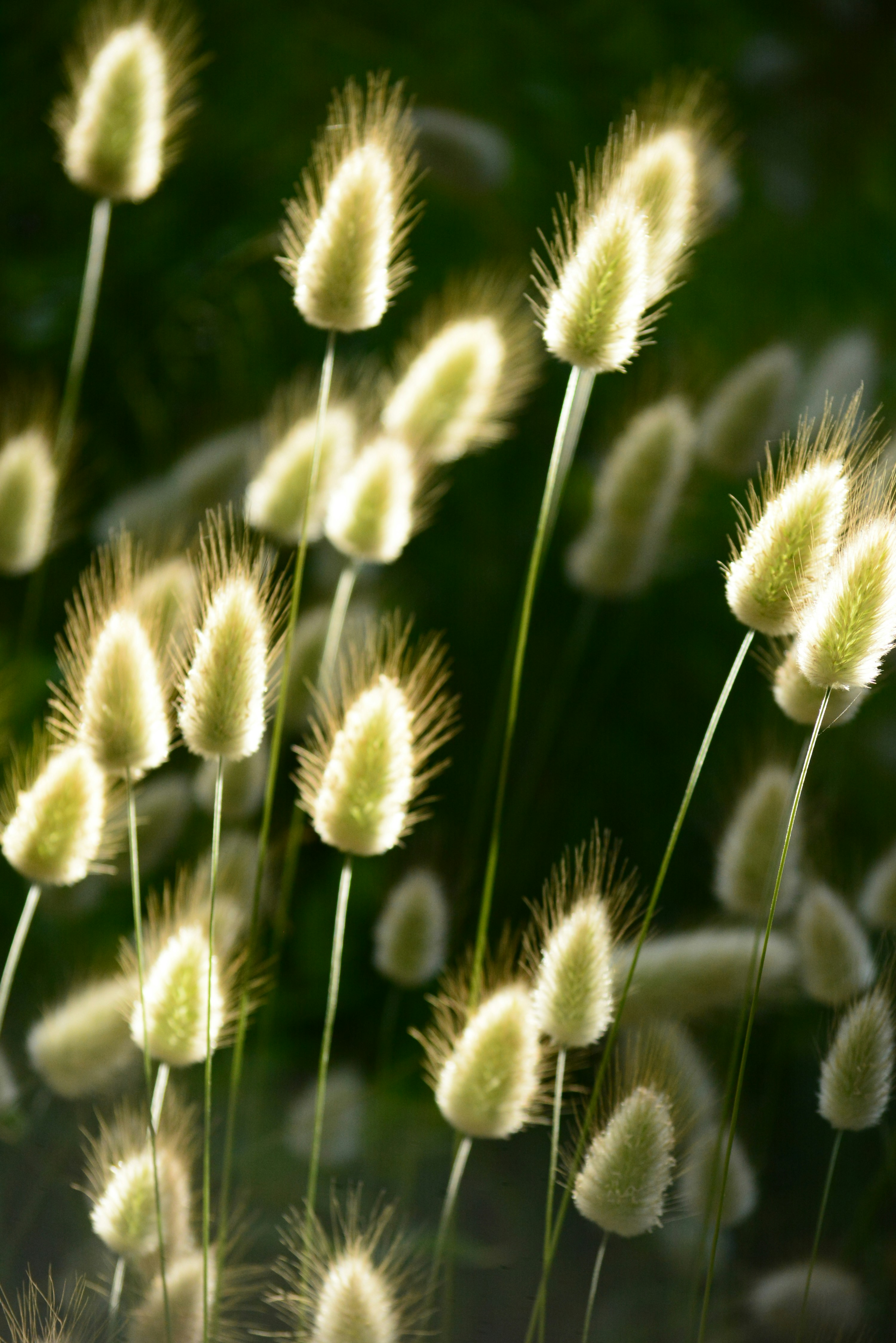 Photo by Richard Lin with Nikon D7100