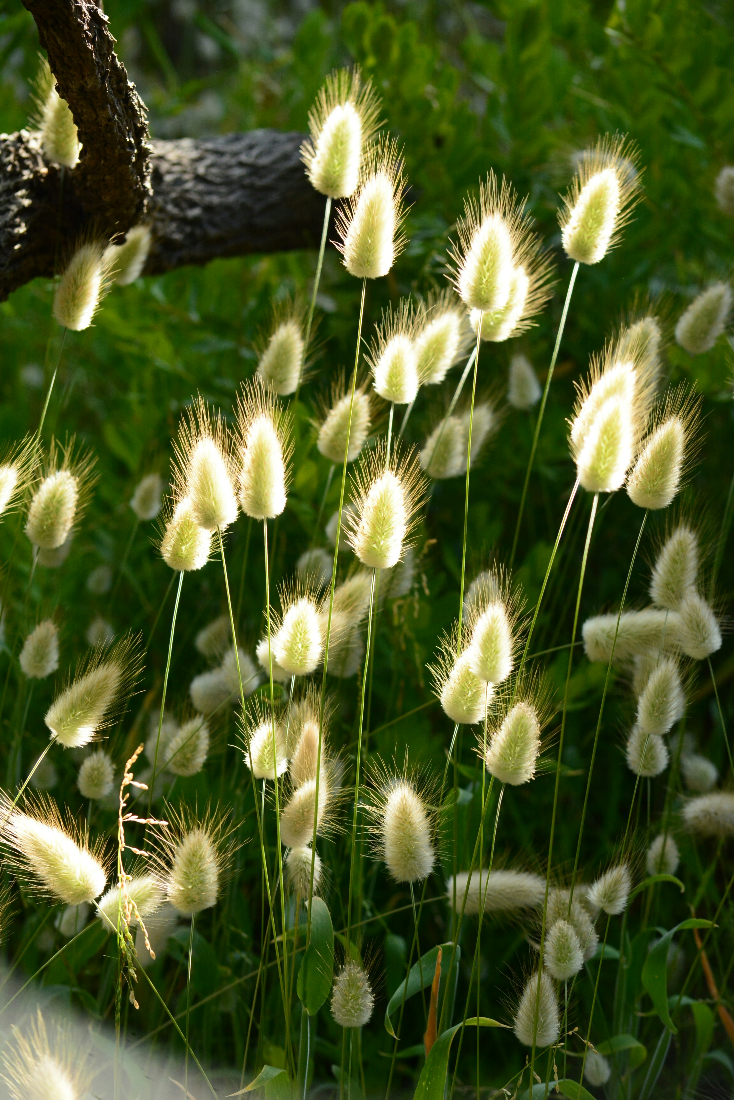 a close up of a bunch of flowers near a tree