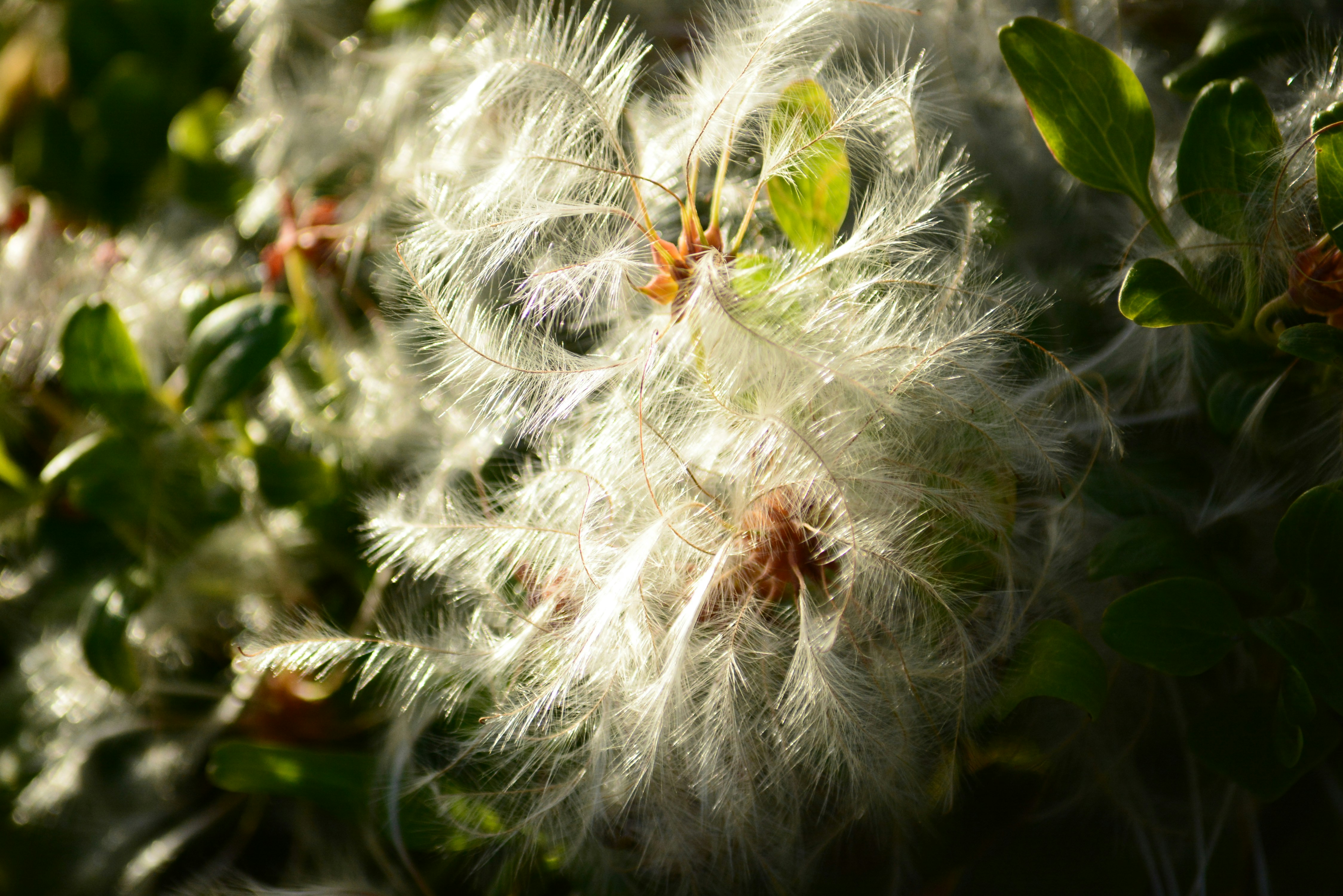 Delicate, feathery plant fibers illuminated by sunlight, creating a soft, ethereal effect among lush green foliage.