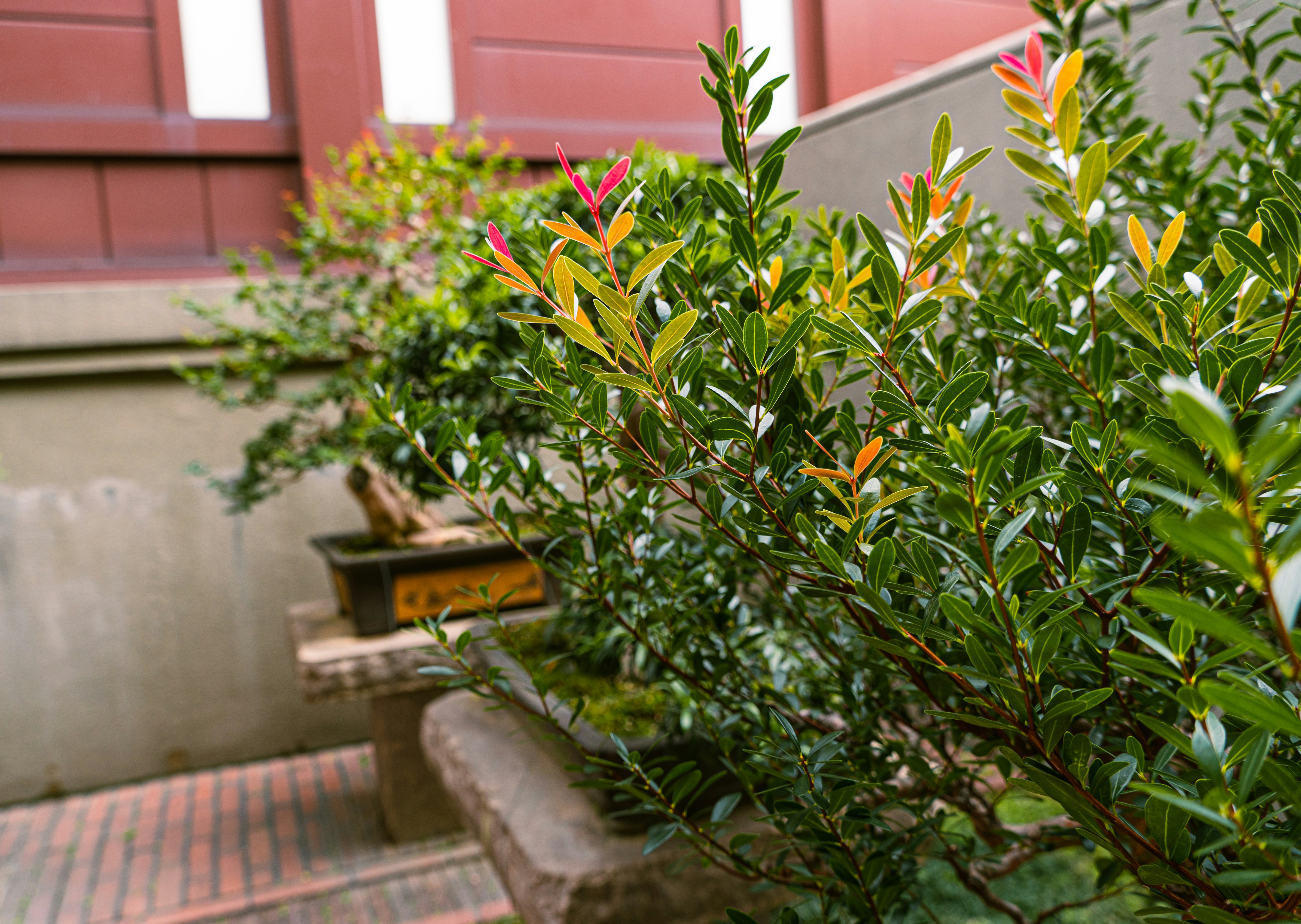 Crimson-Tipped Leaves in a Brick Courtyard