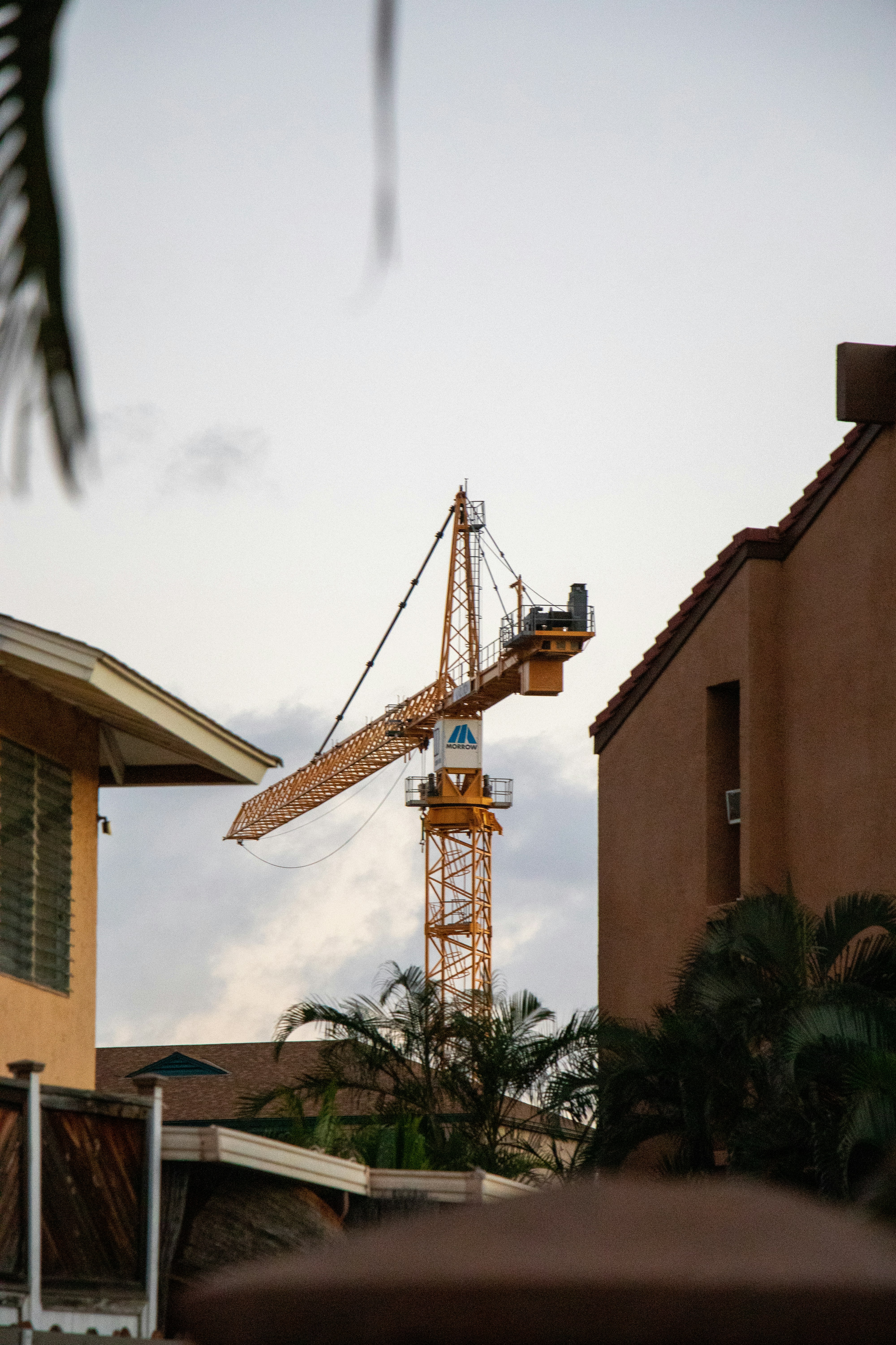Lattice of Steel Over a Palm-Fringed Suburb