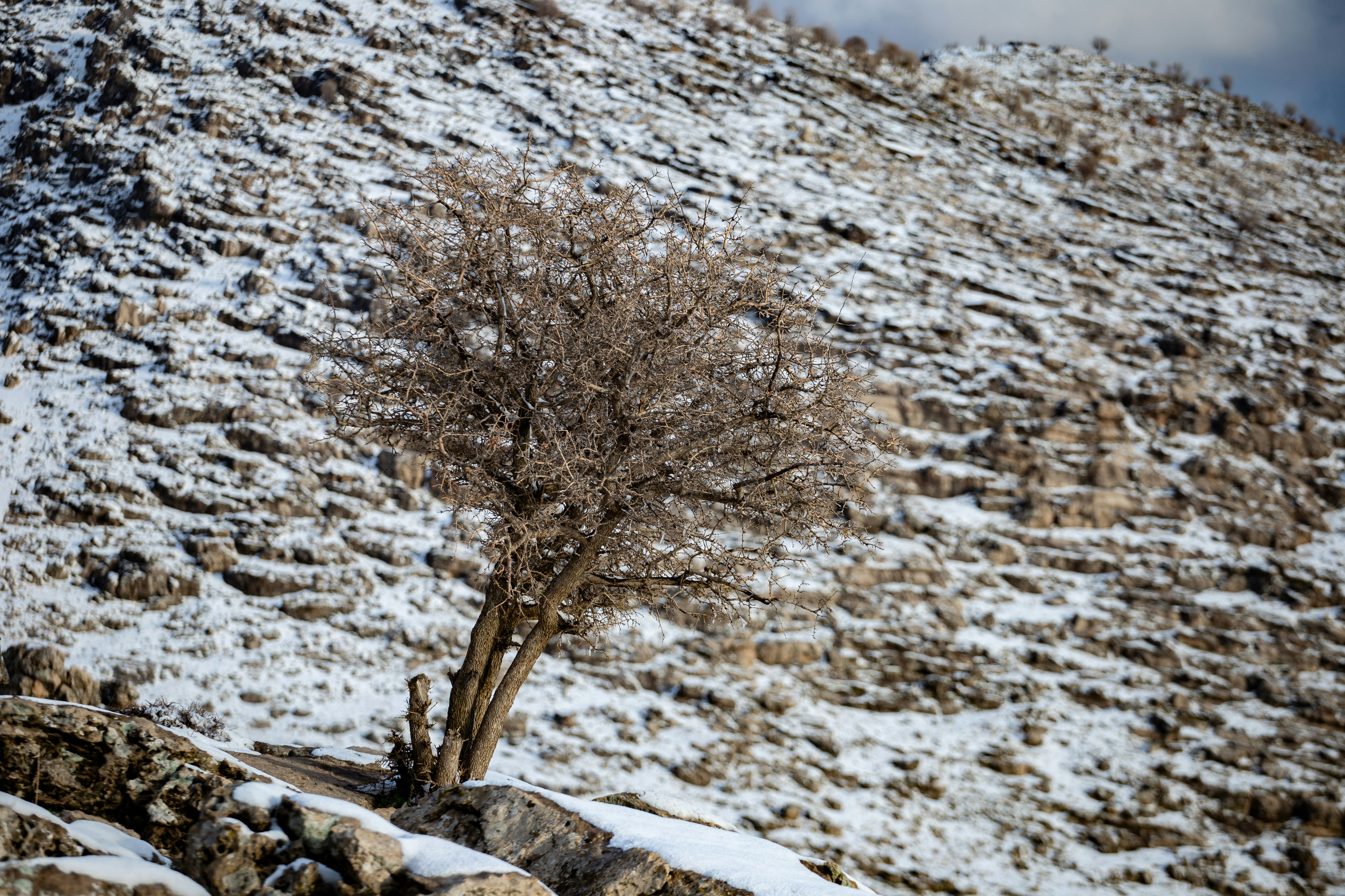 Winter Sentinel: A Lone Tree Braces the Snow-Dusted Slope