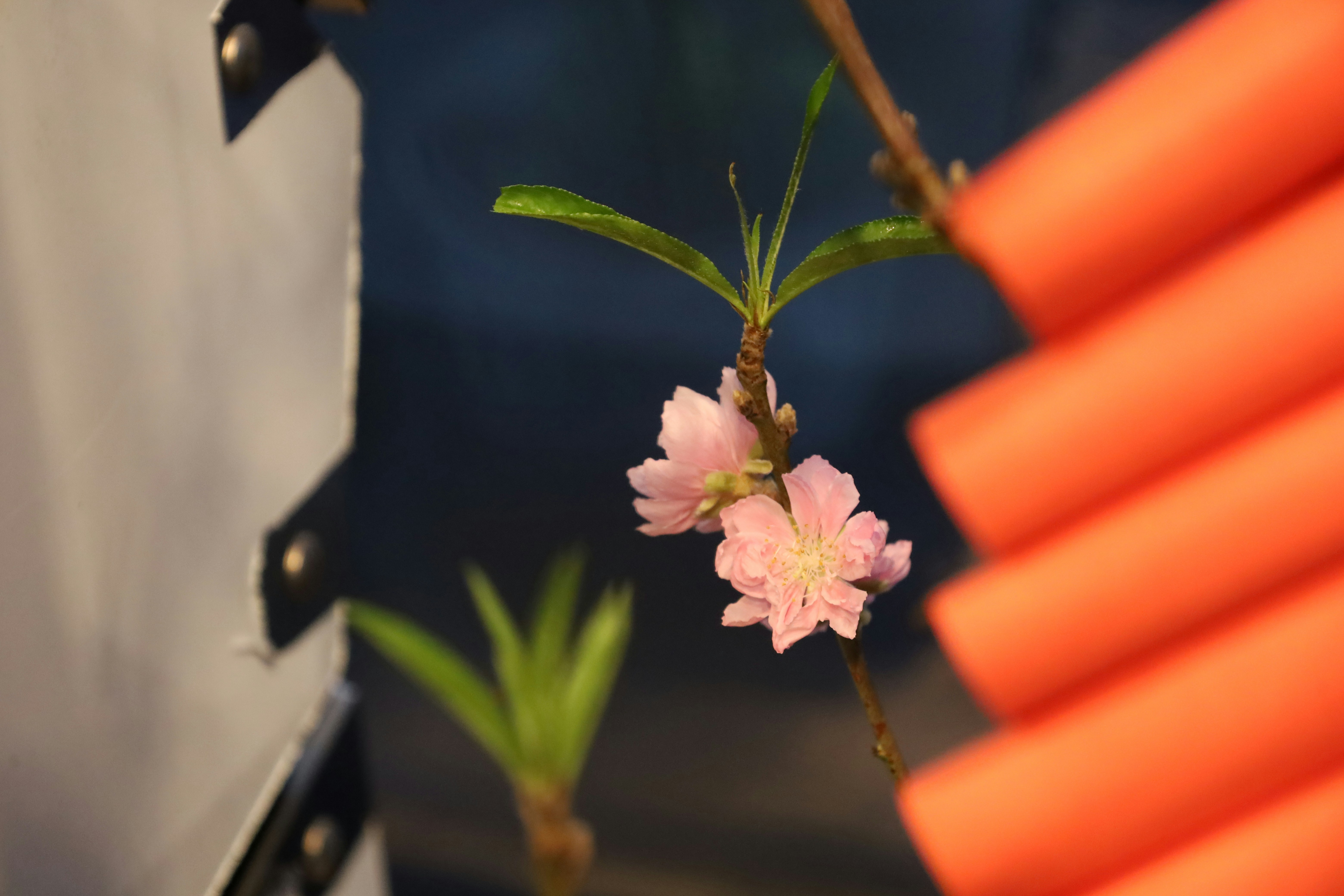 Petals Against Steel: A Pink Blossom in Industrial Light