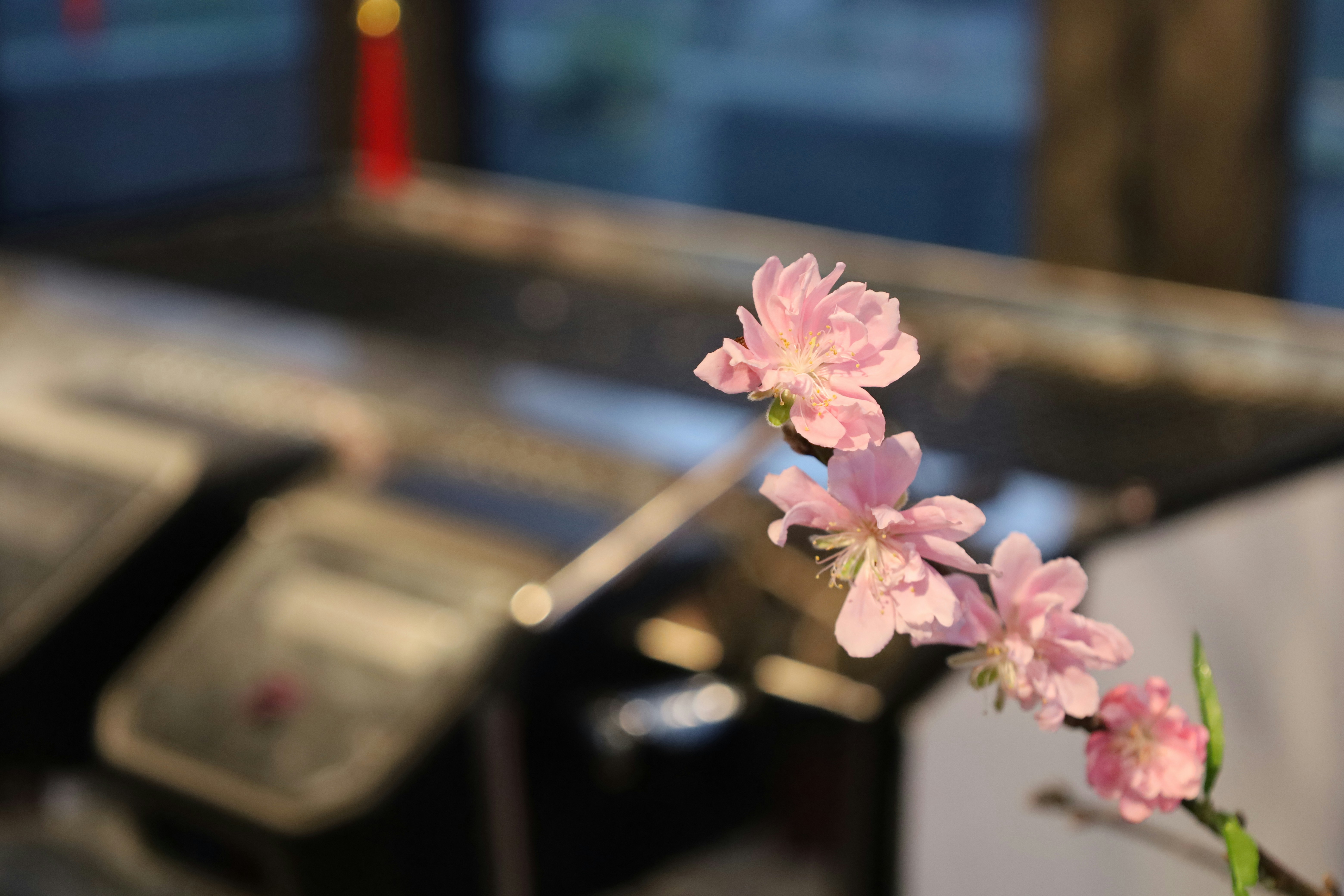 Crystalline Petals Against Velvet Blur: A Sharp Indoor Blossom
