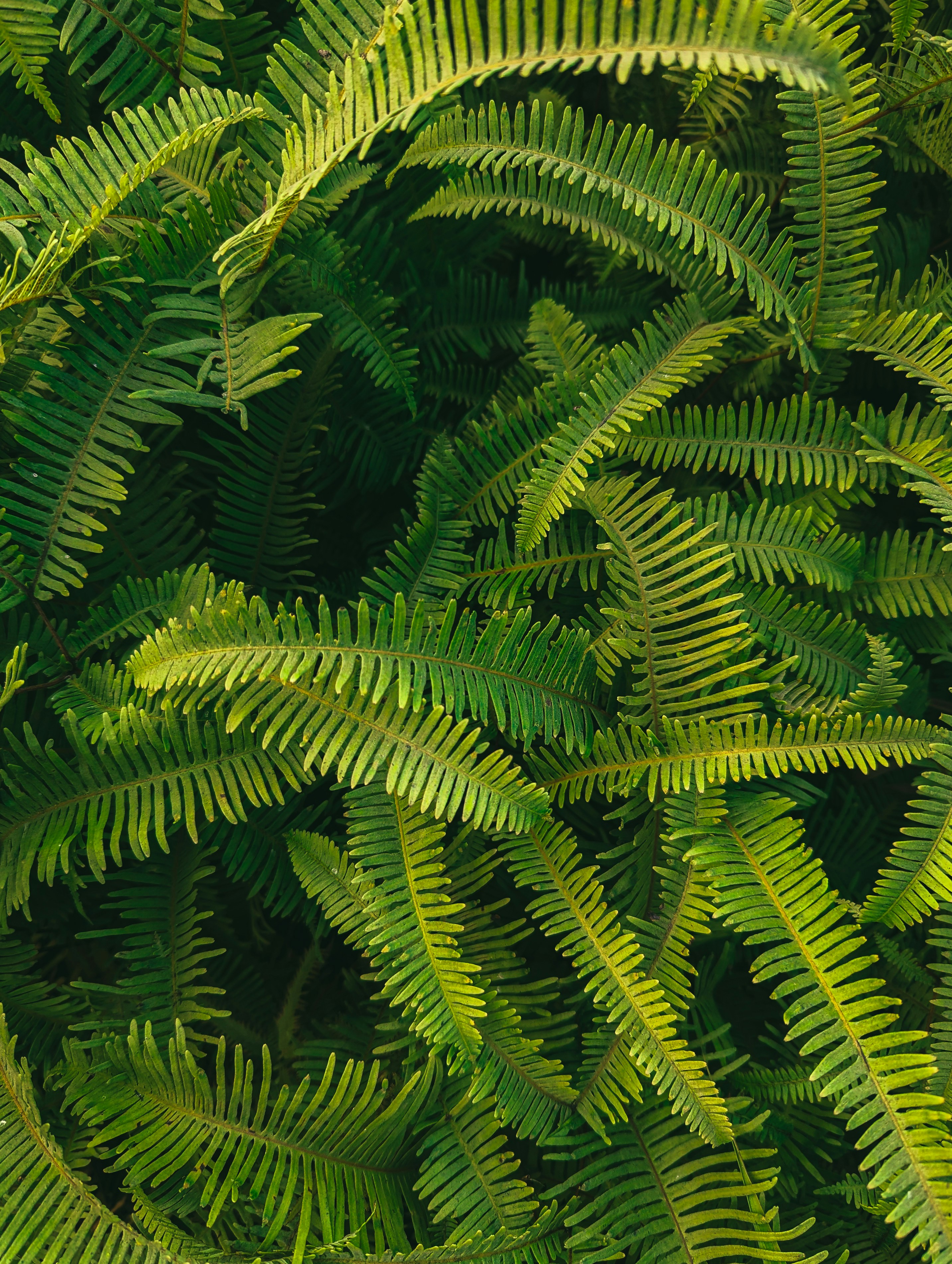 Lush green ferns interlace in a dense arrangement, showcasing their delicate fronds and vibrant hues.