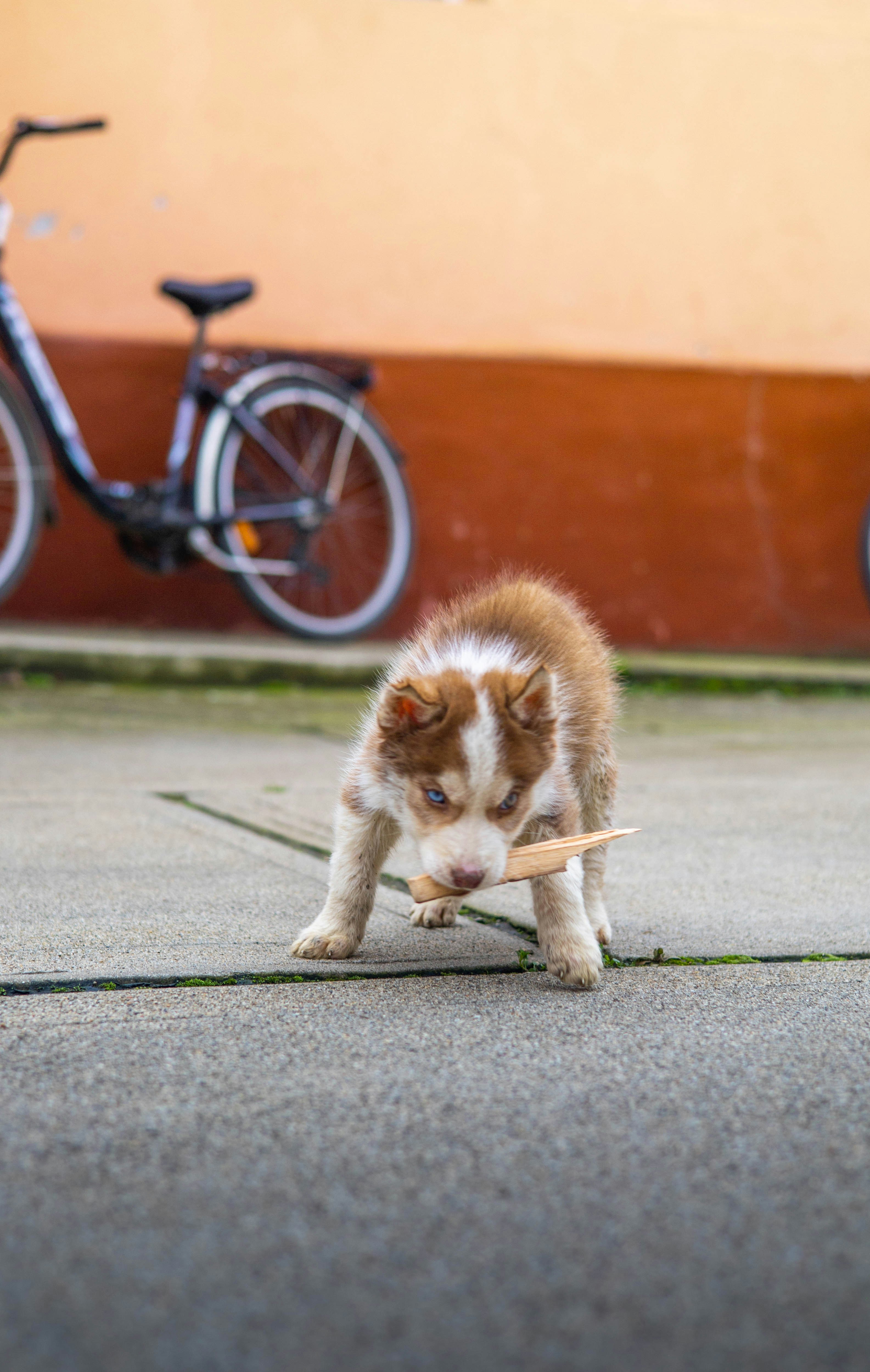 Twig Tug in a Sunlit Courtyard: A Fluffy Husky Pup's Curious Moment