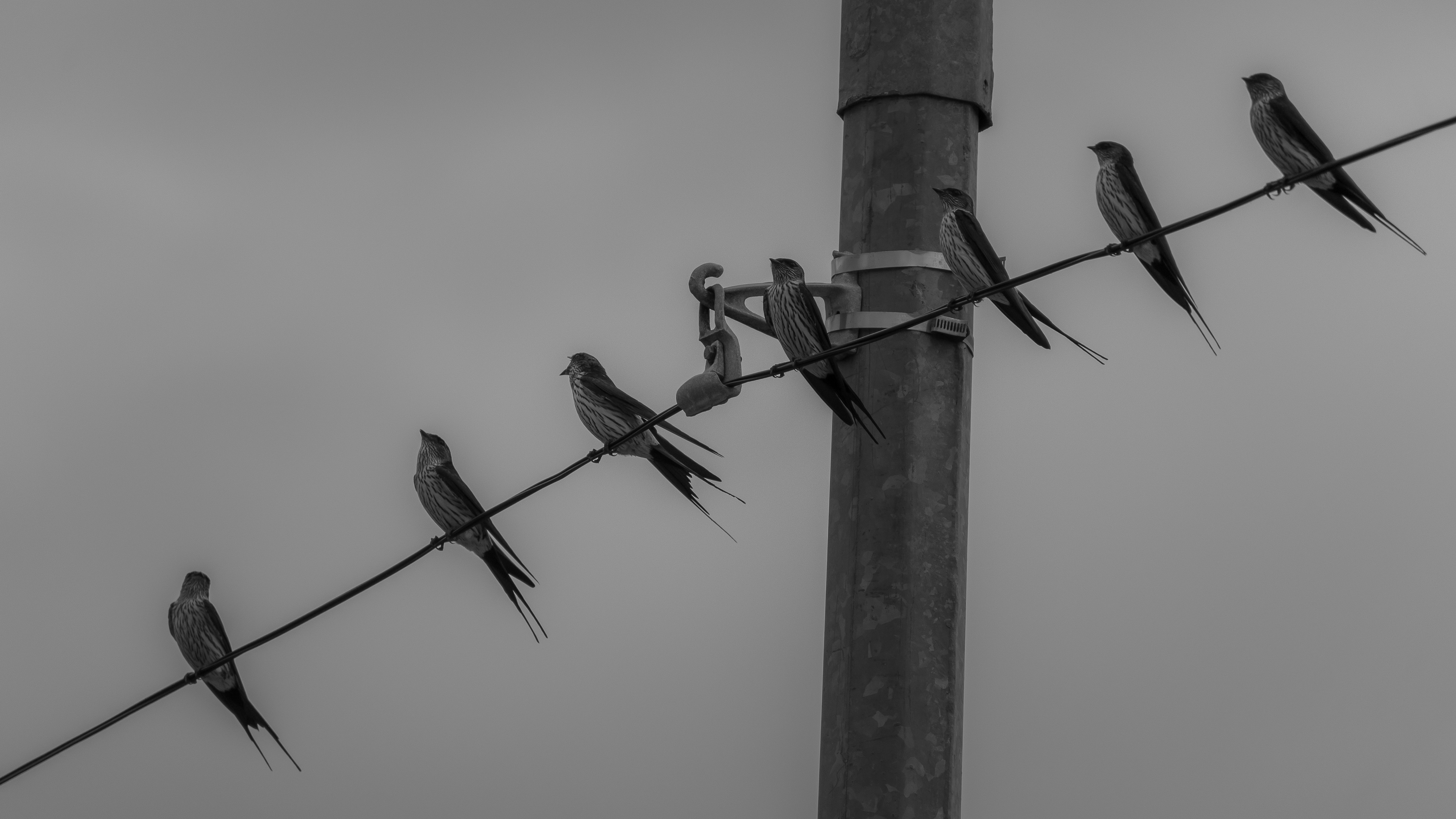 Seven swallows perched on a wire against a cloudy sky, with a utility pole in the background.