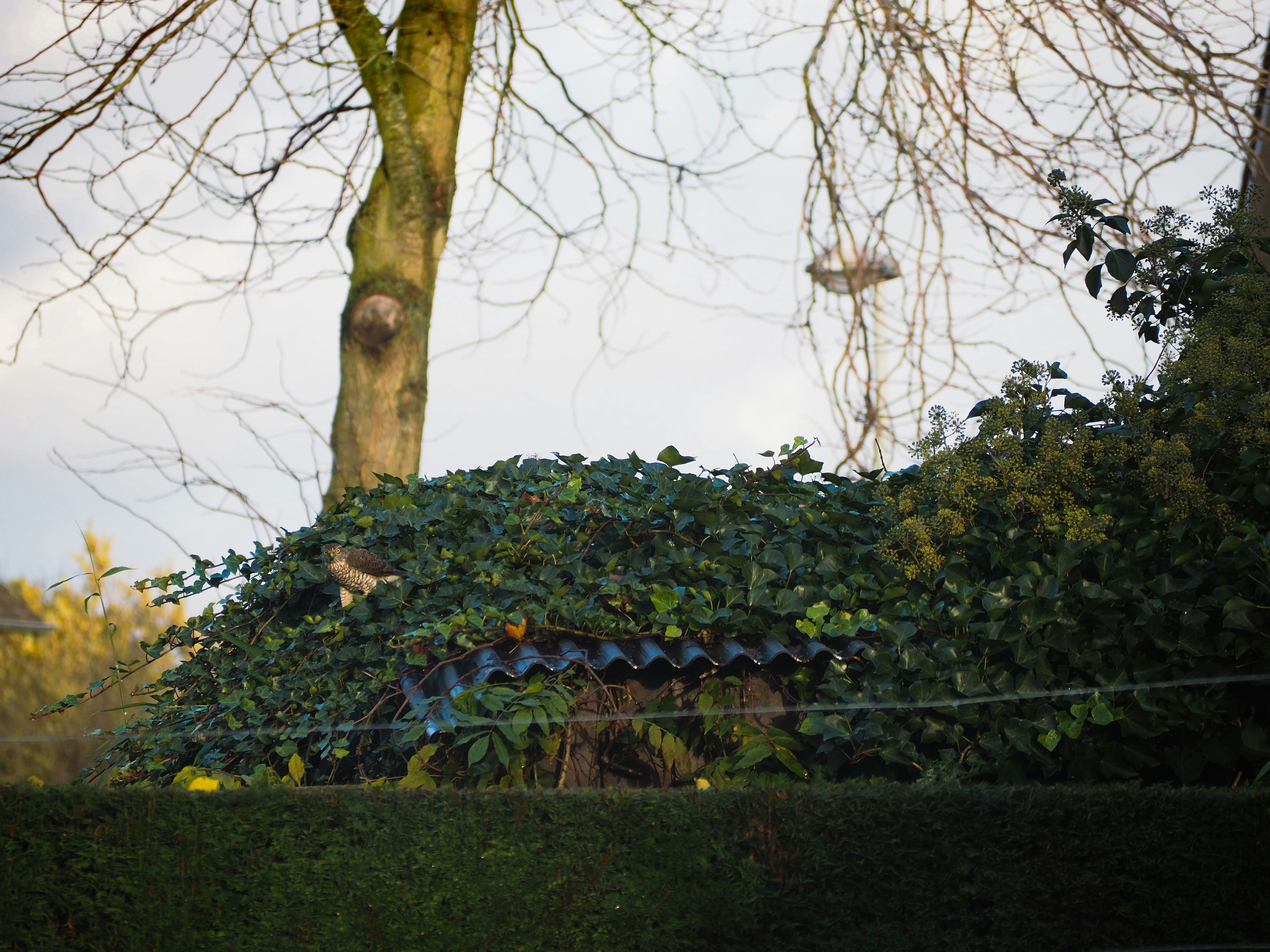 a bird perched on top of a tree next to a fence