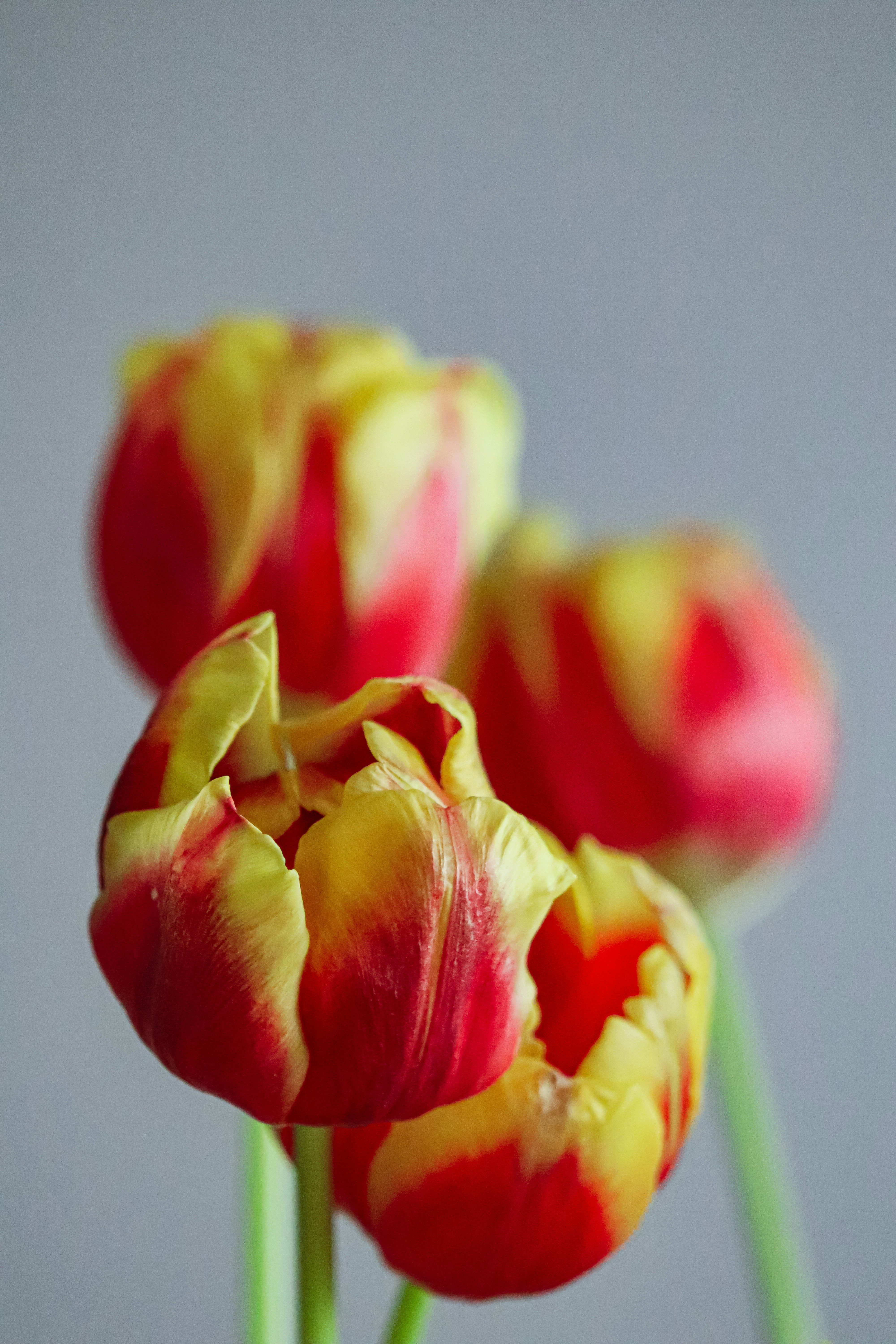 Two-Tone Tulips in Soft Studio Bloom