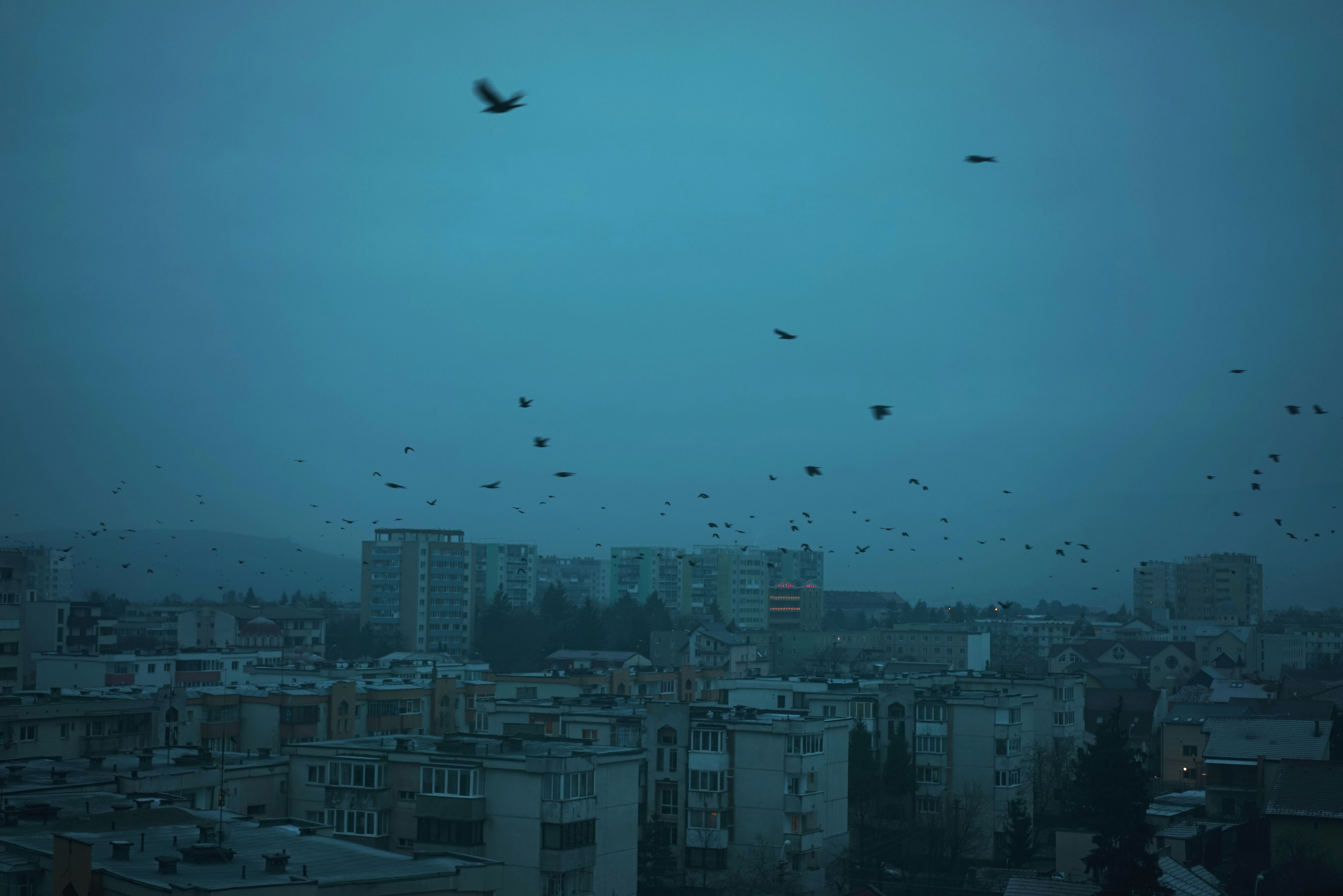 A flock of birds flying over a city at night photo – Free Inspiration ...