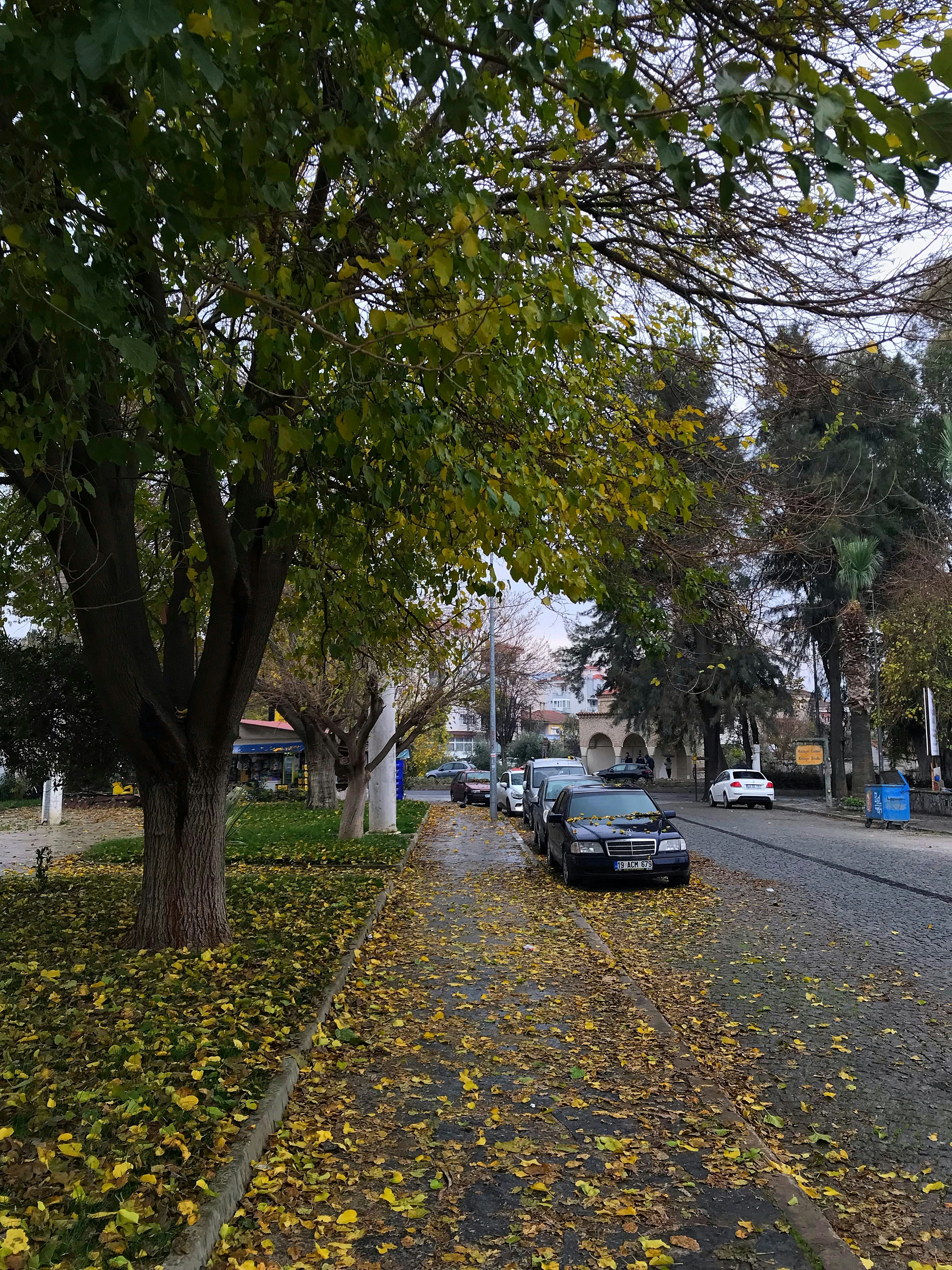 Leaf-strewn sidewalk bordered by trees, capturing the essence of an autumn day in a tranquil urban setting.