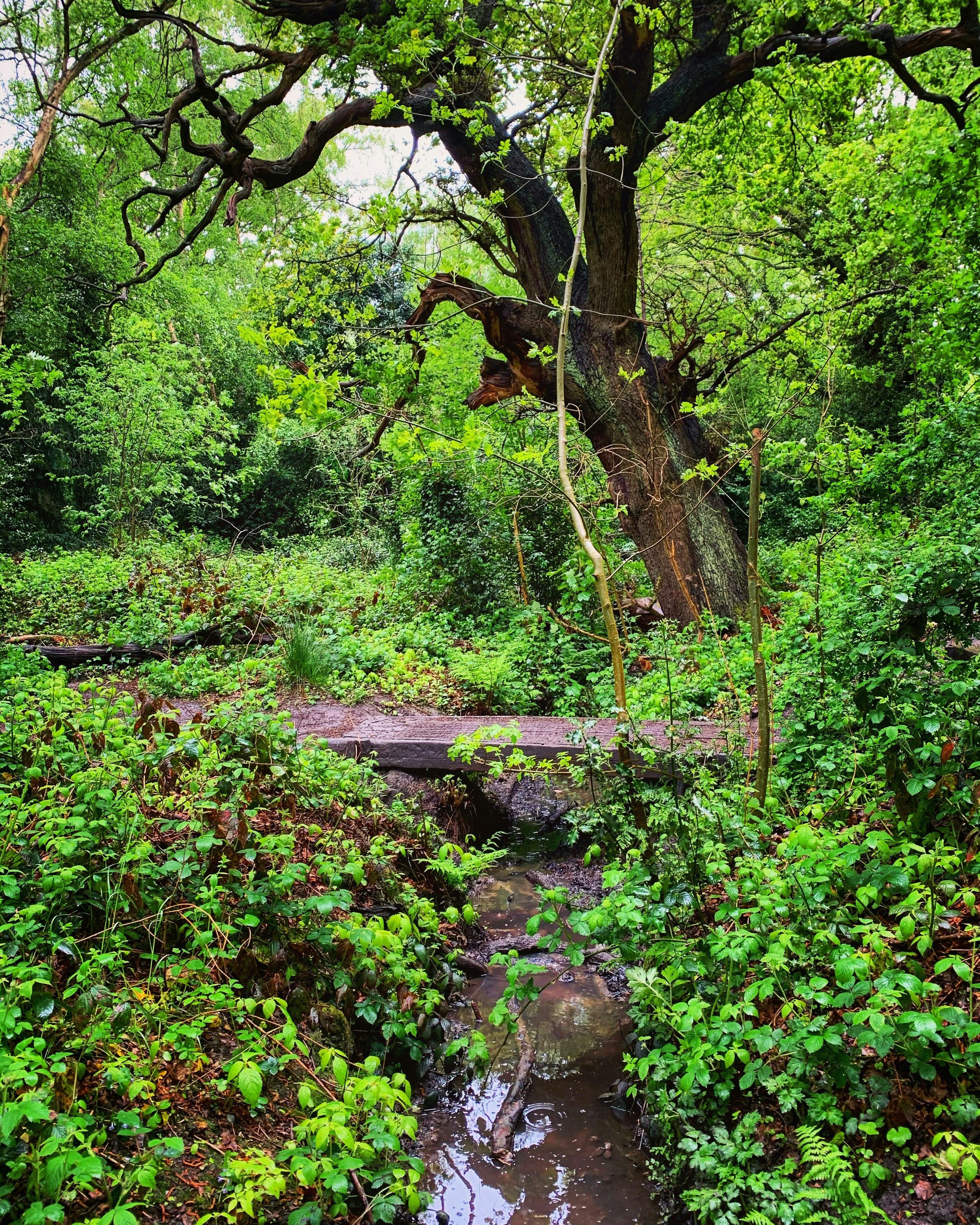 Un ruisseau qui traverse une forêt verdoyante photo – Photo Londres ...