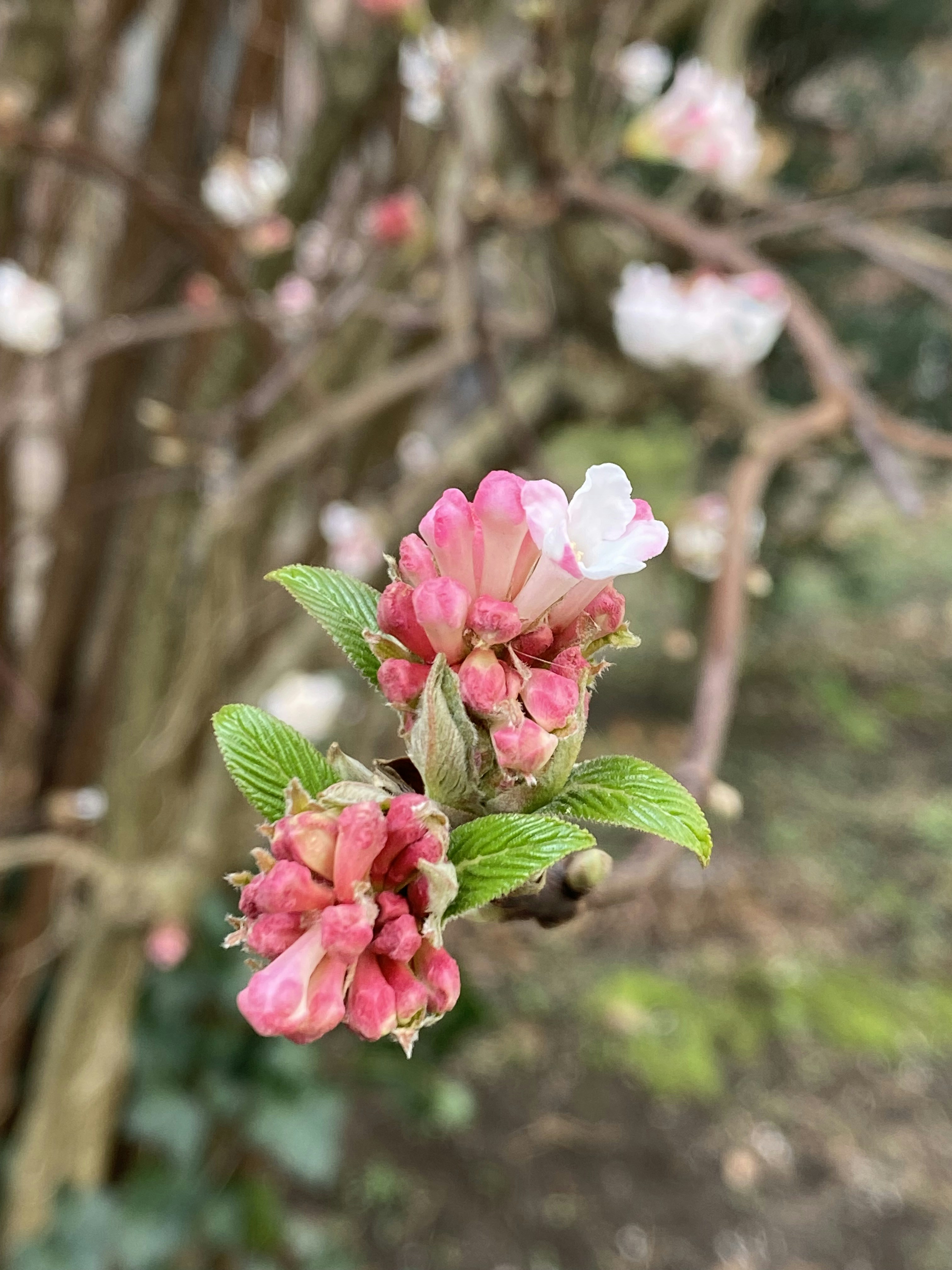 Whispering Pink Buds: A Close-Up in a Quiet Garden