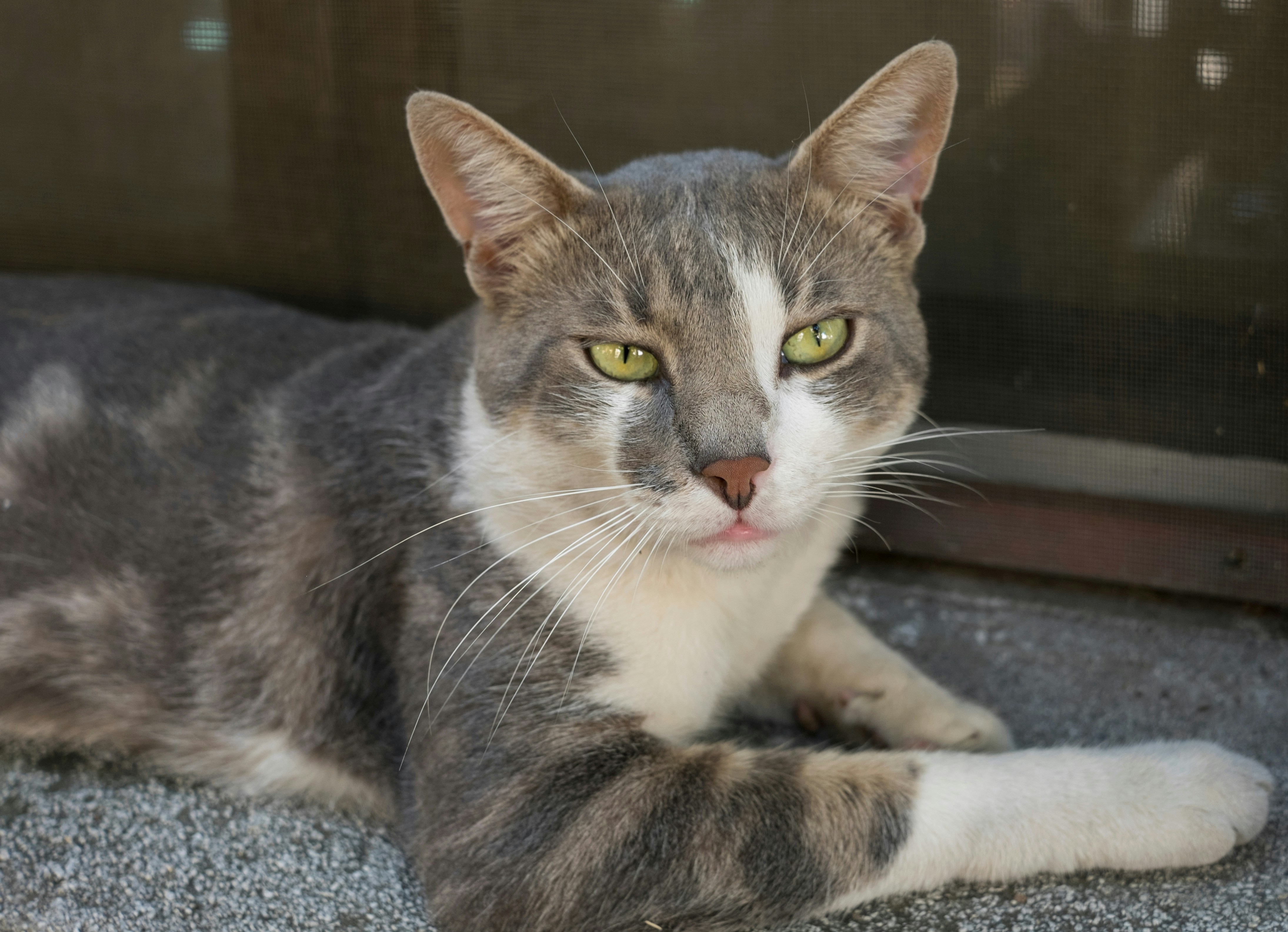 a gray and white cat laying on the ground