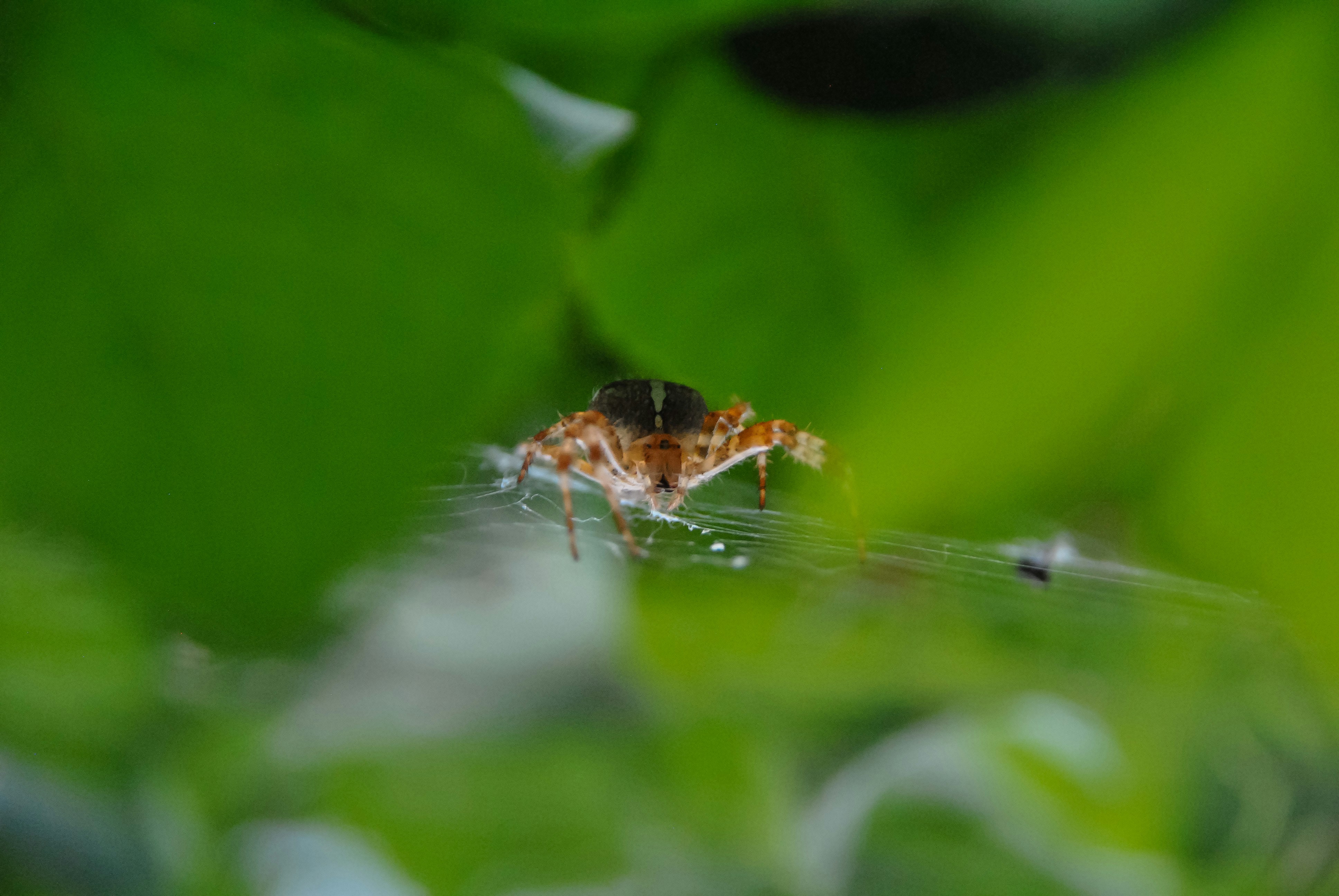 Emerald Veil: A Garden Spider on a Dew-Kissed Web