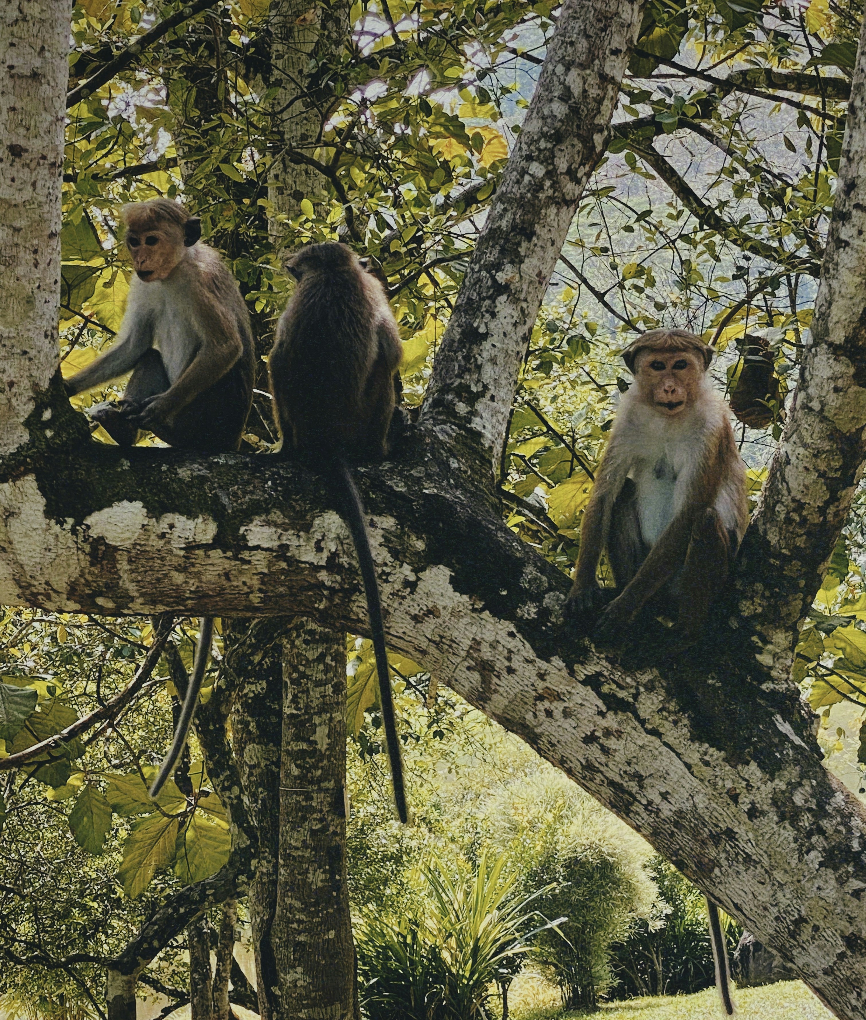 a couple of monkeys sitting on top of a tree