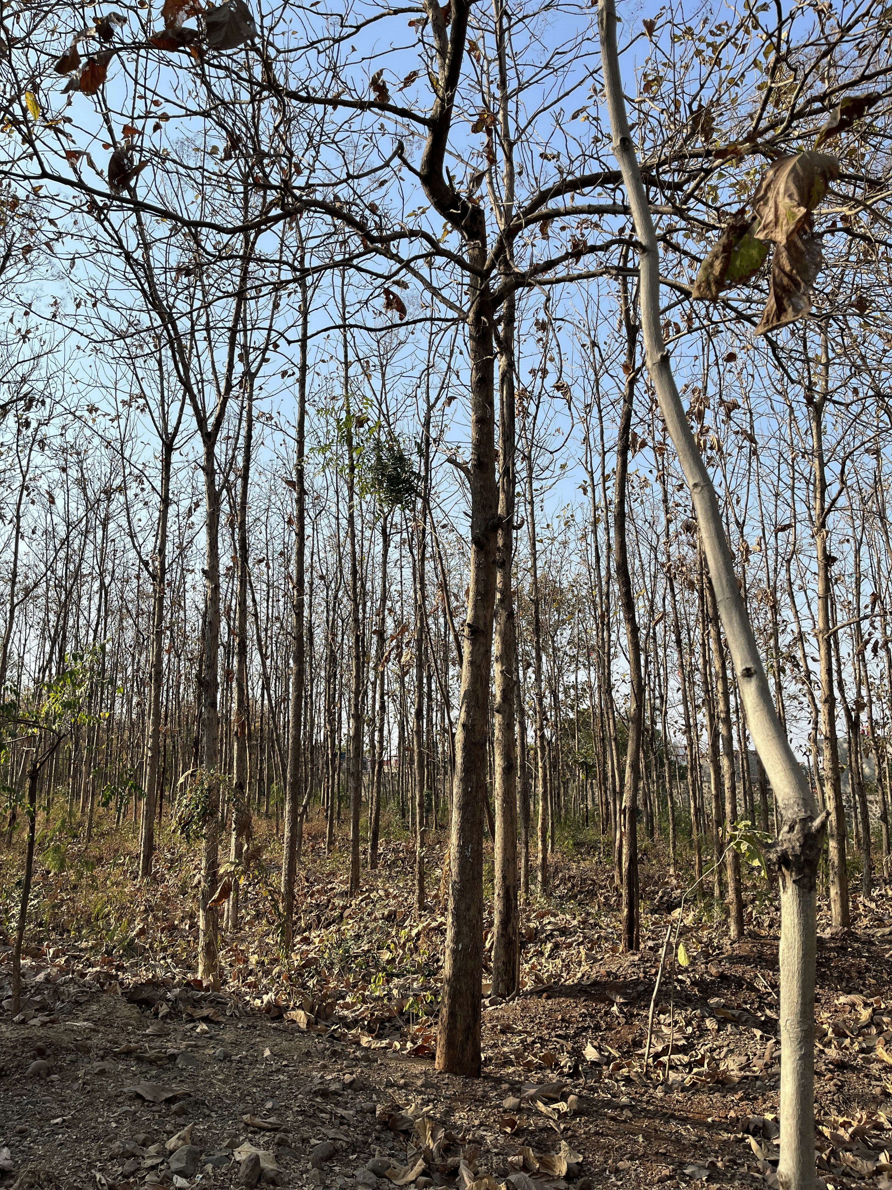 a forest filled with lots of bare trees photo – Free Nature Image on ...