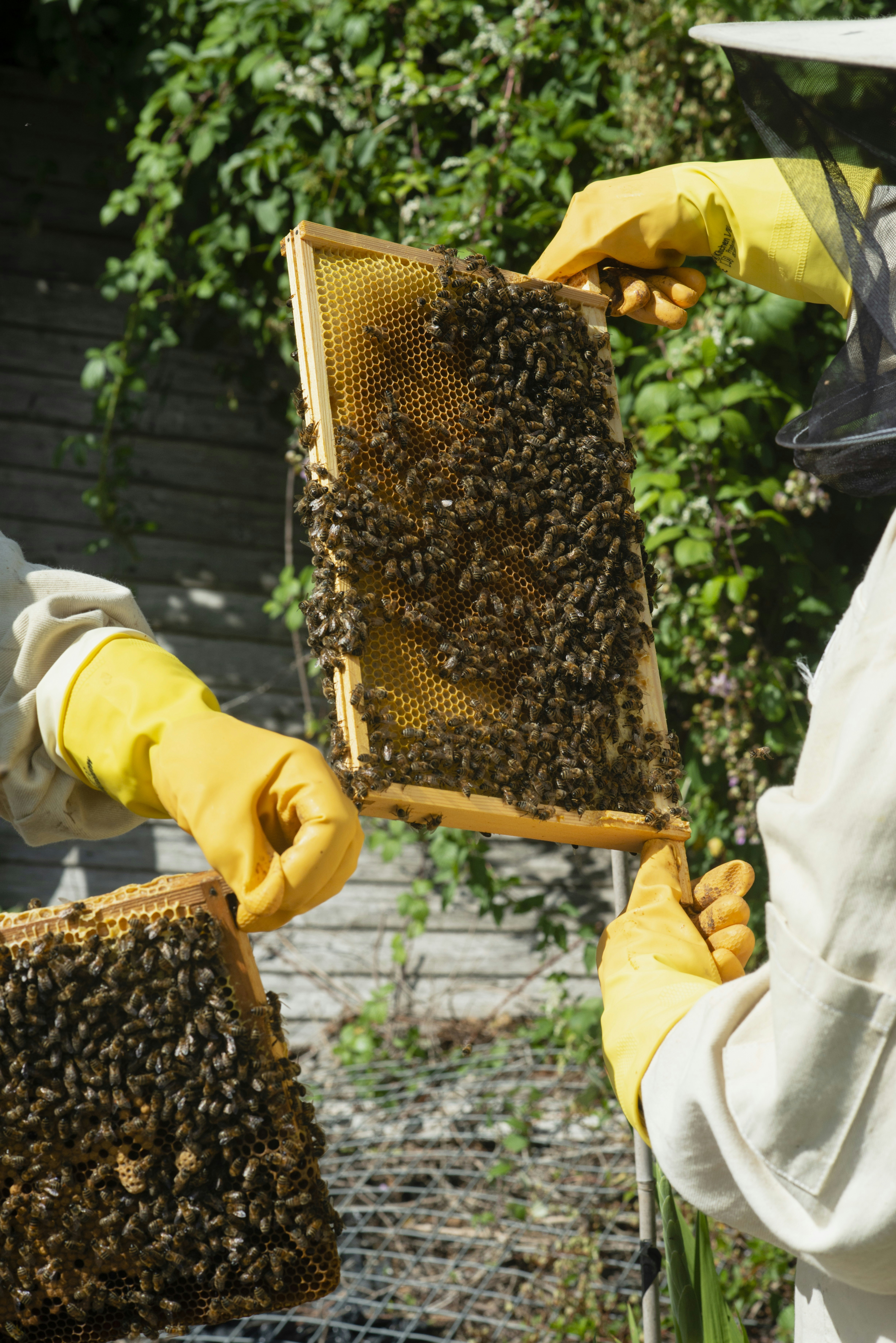 A couple of people that are holding a beehive photo – Free Wales Image ...