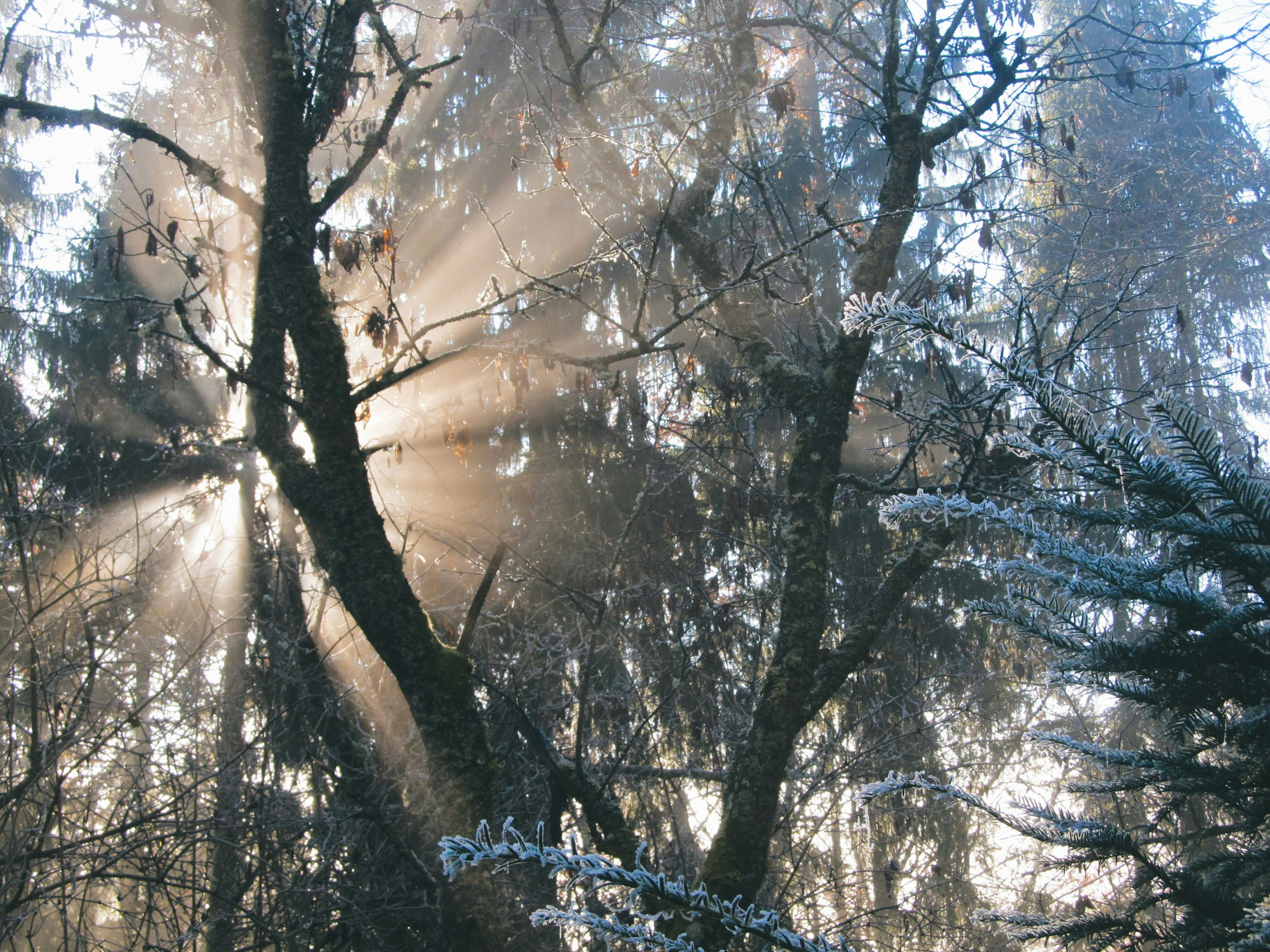 Sunlight streams through frost-coated branches, casting dramatic rays across a quiet winter forest. Snow-dusted needles catch the light, creating a subtle, ethereal glow.