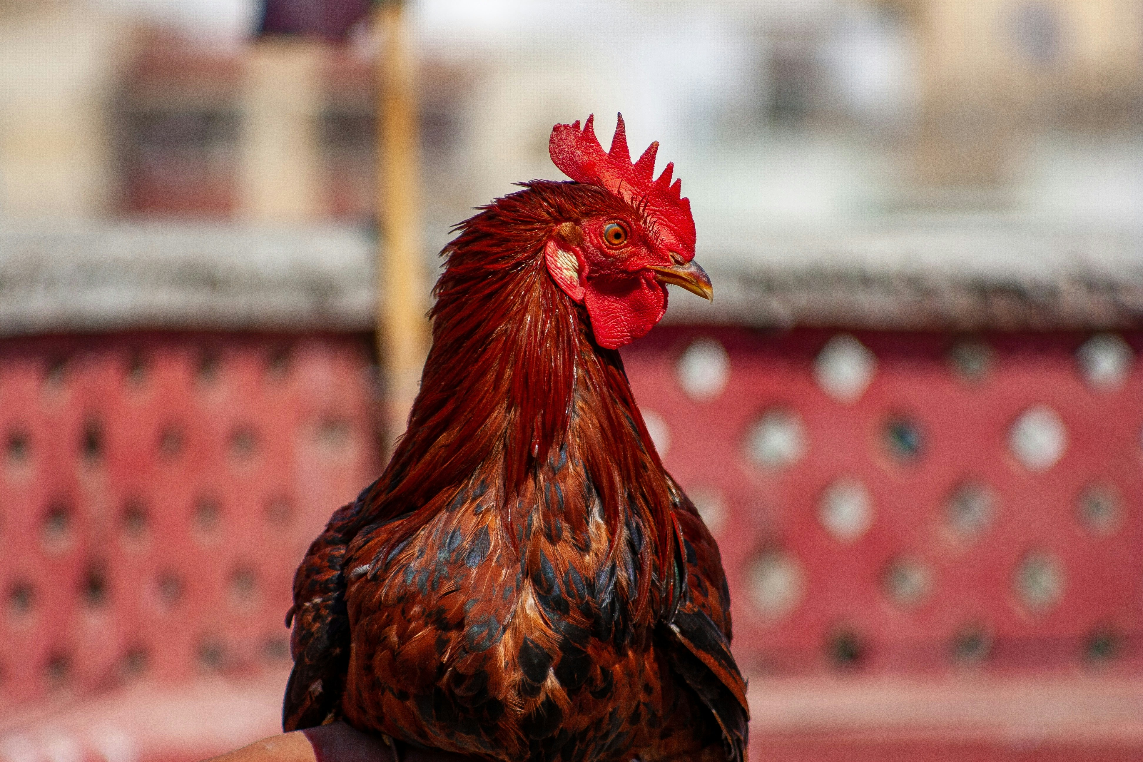 A close up of a rooster on a person's hand photo – Free Bird Image on ...