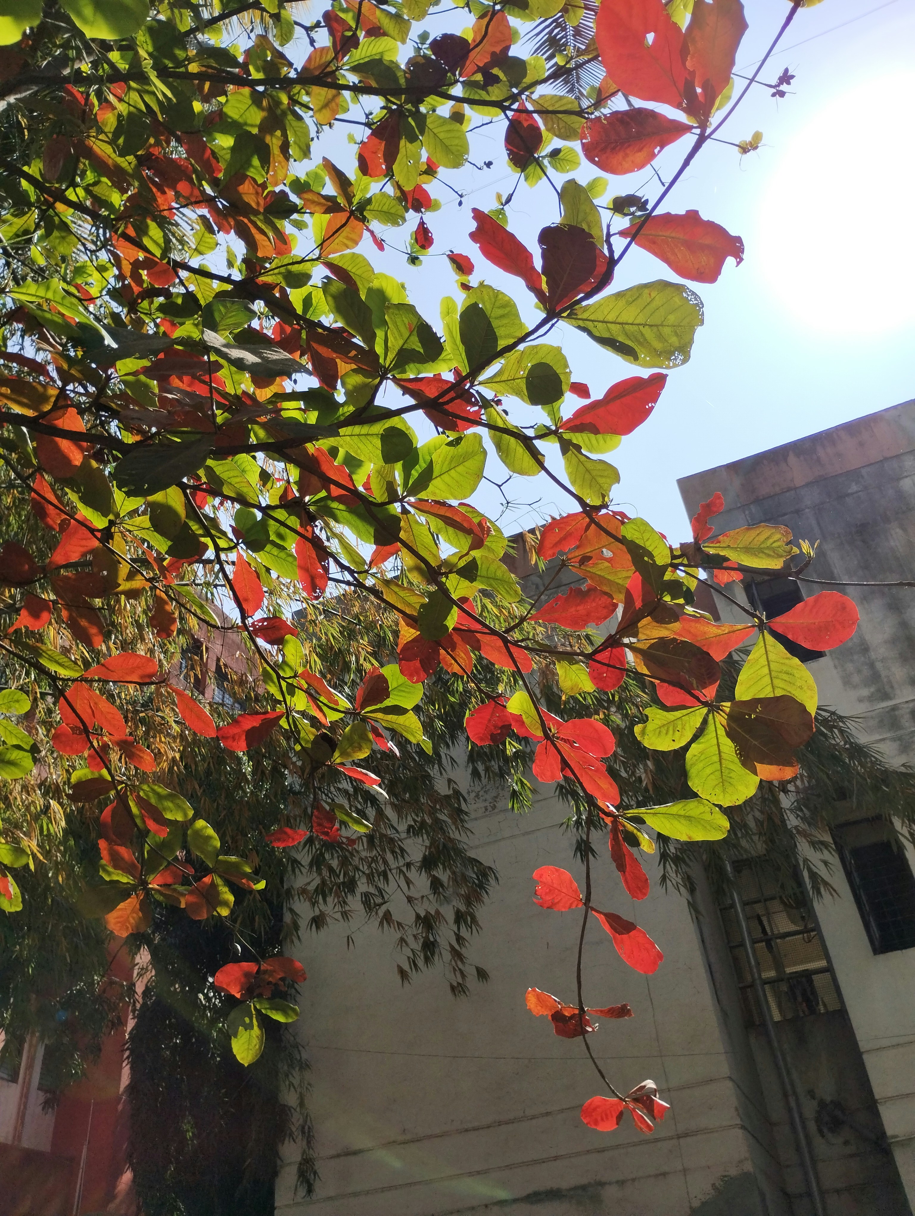 Vibrant leaves in shades of red and green cascade against a bright sky, showcasing the beauty of nature's transition. The backdrop features a subtly textured wall.