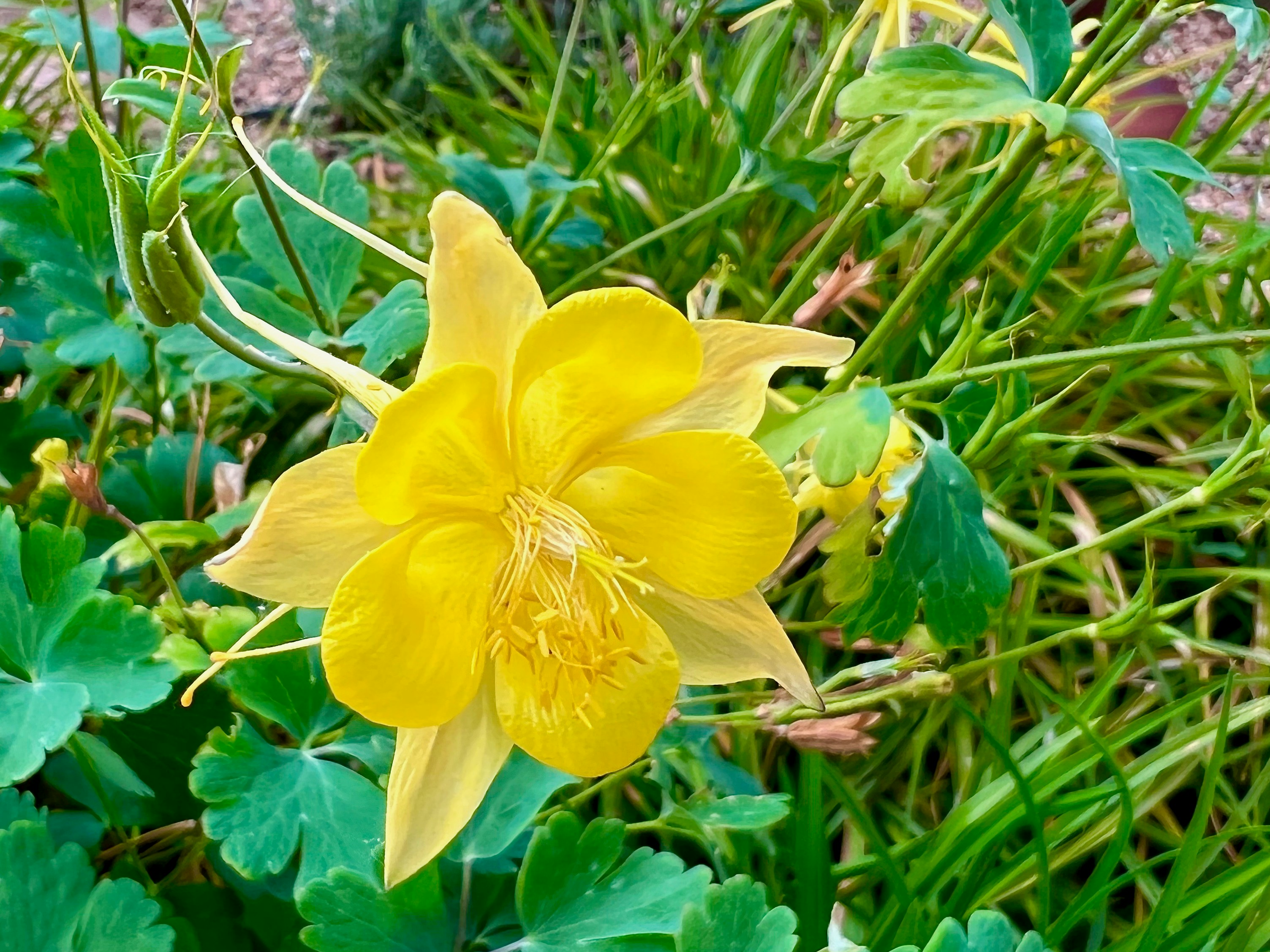 Golden Columbine in Verdant Bloom