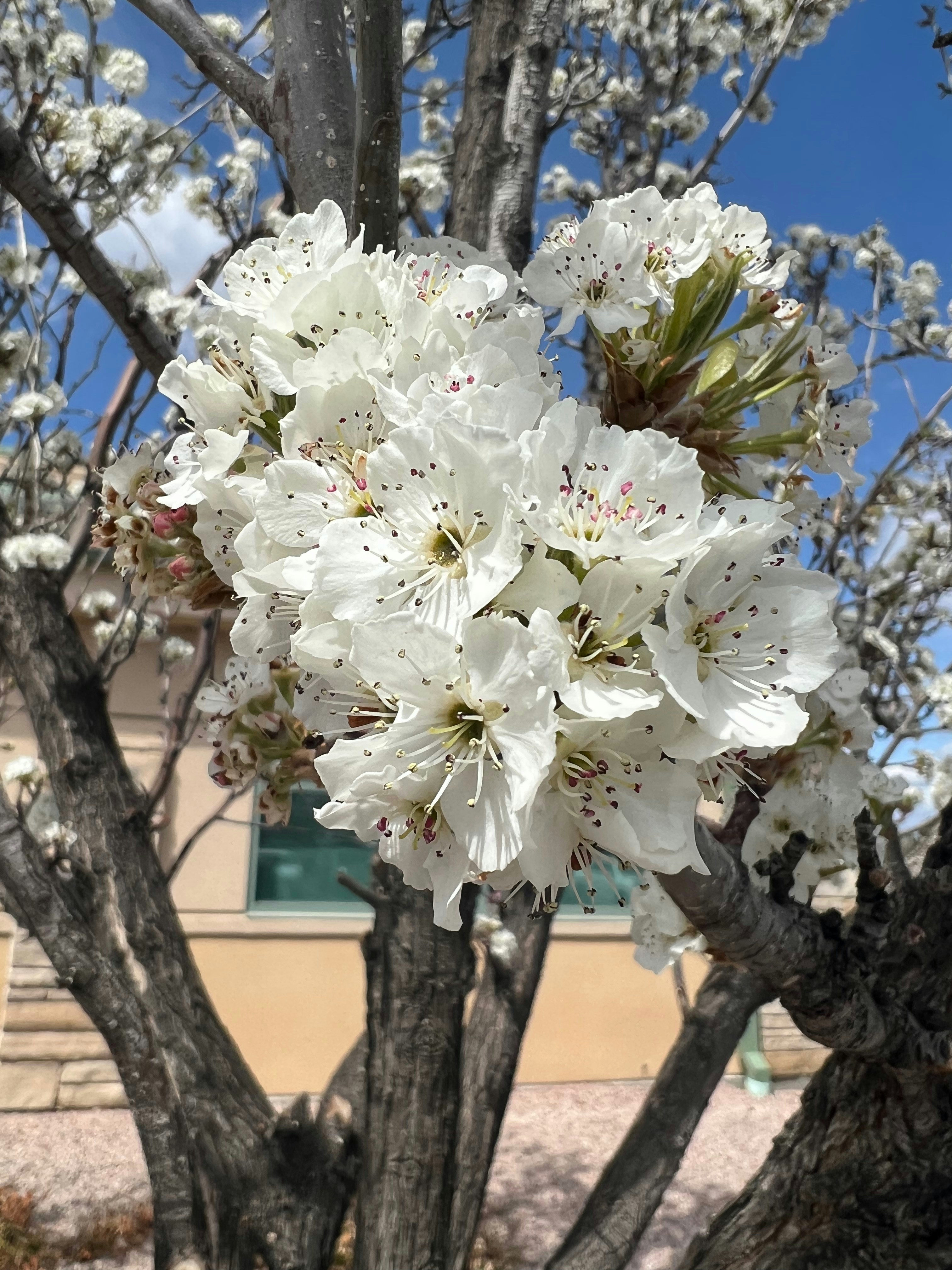 Spring Blossoms Against a Clear Sky