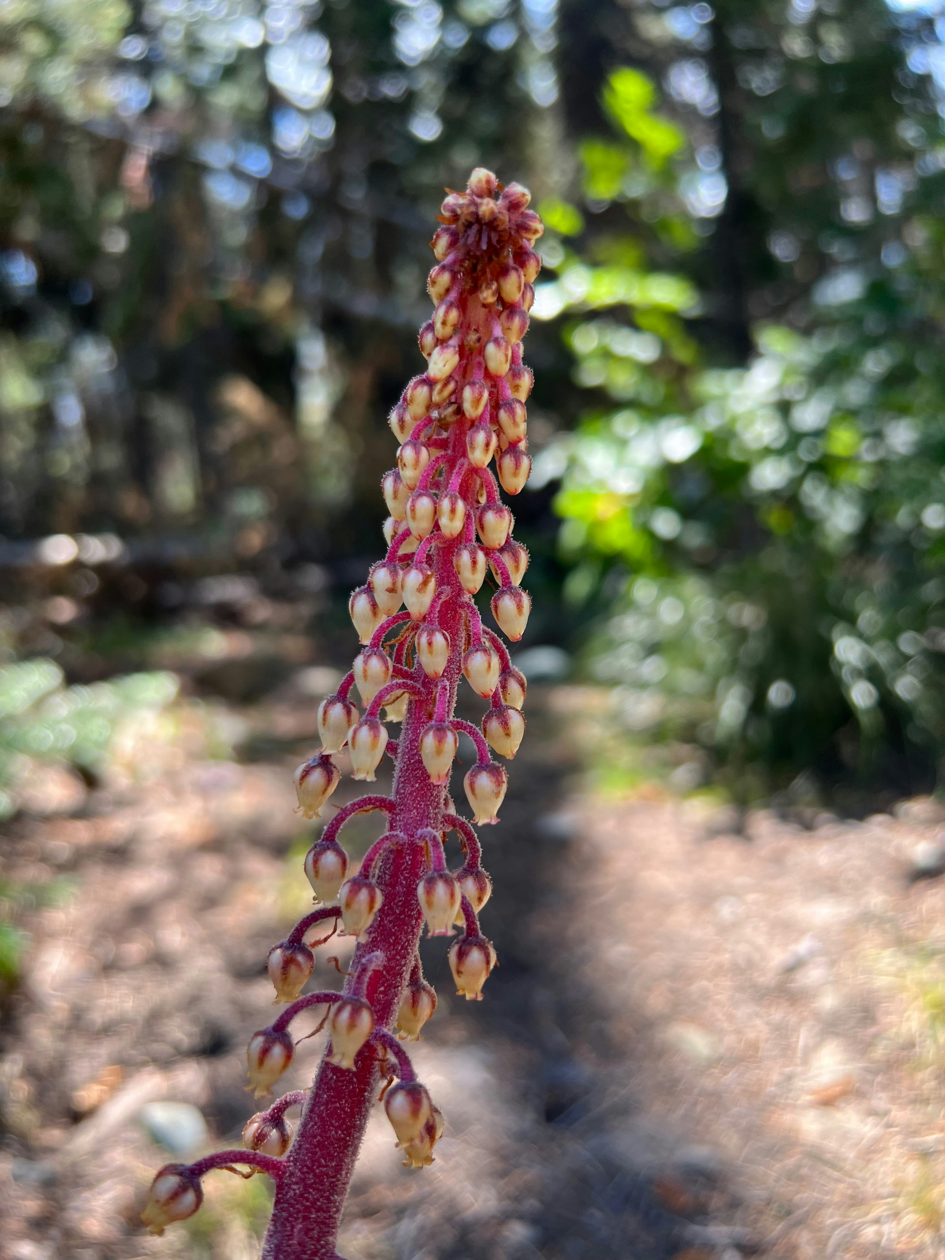 Unique woodland pine drops (pterospora andromedea) in Glacier National Park