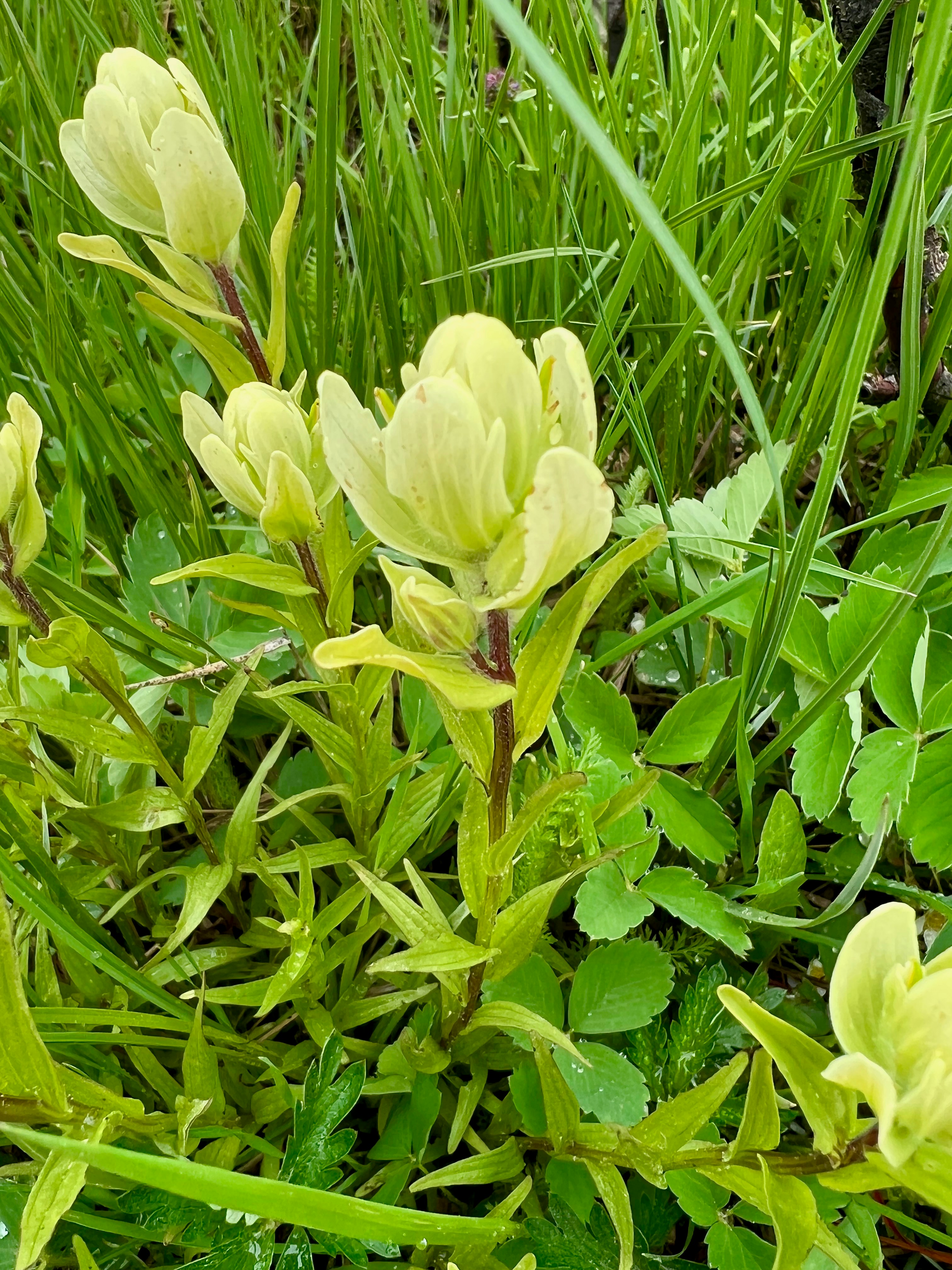 Lime Buds Rising Through the Grass: A Micro-Garden Portrait