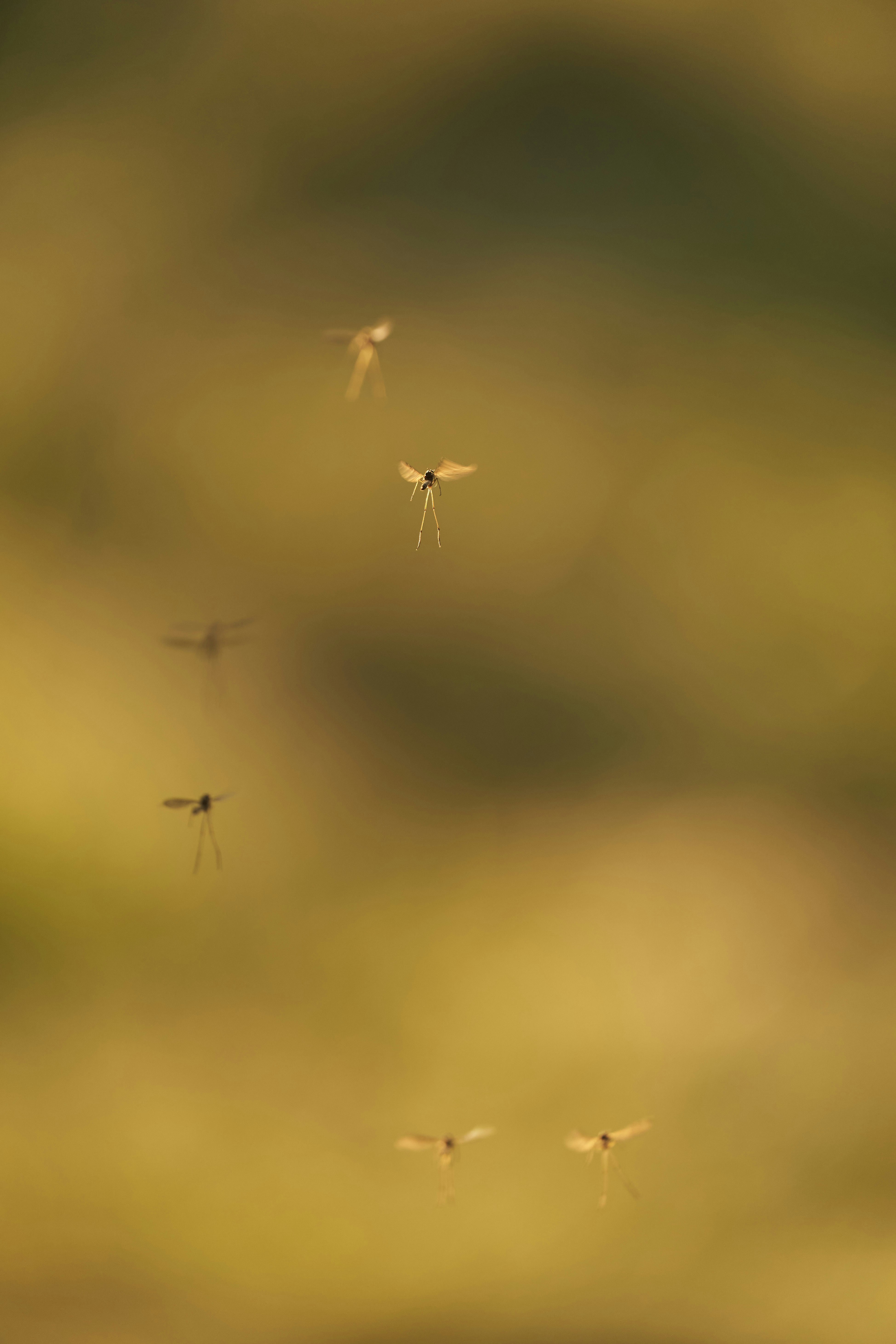 A group of mosquito flying through the air photo – Free Nature Image on ...