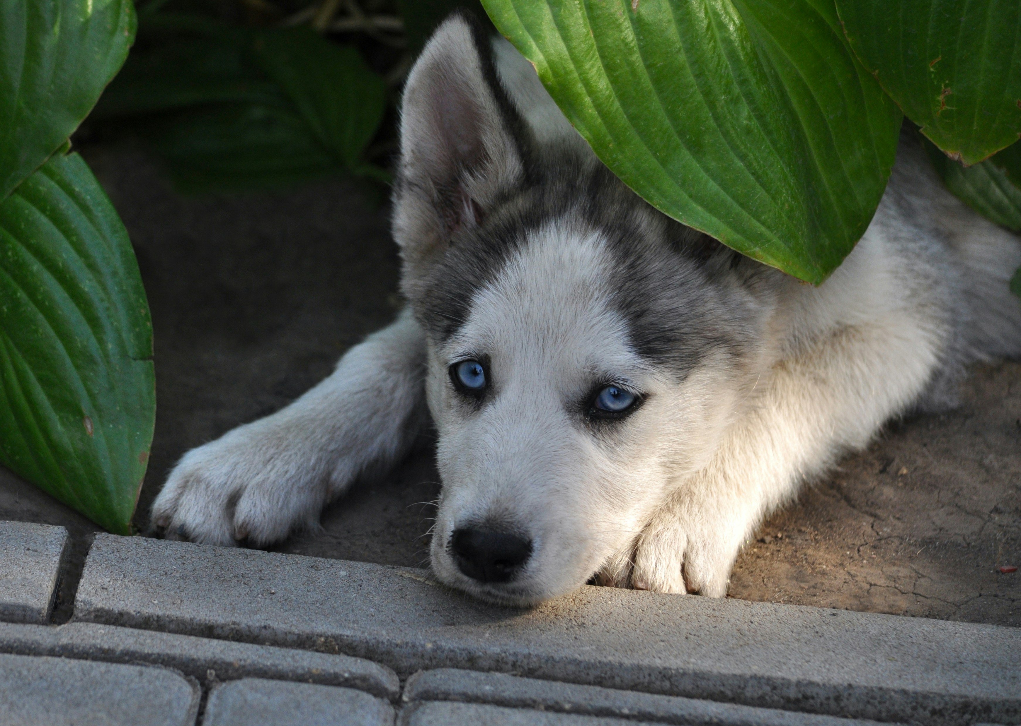 Blue Eyed White Husky