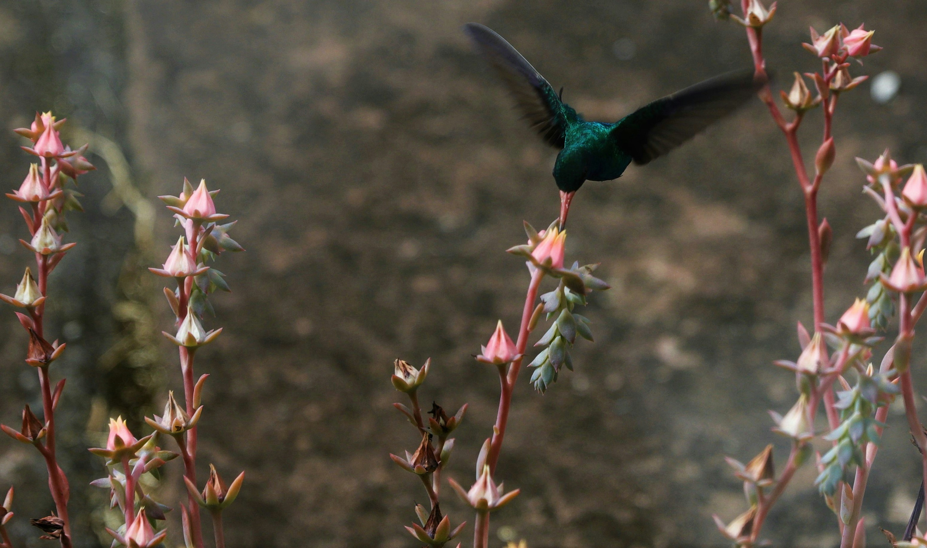 Hummingbird