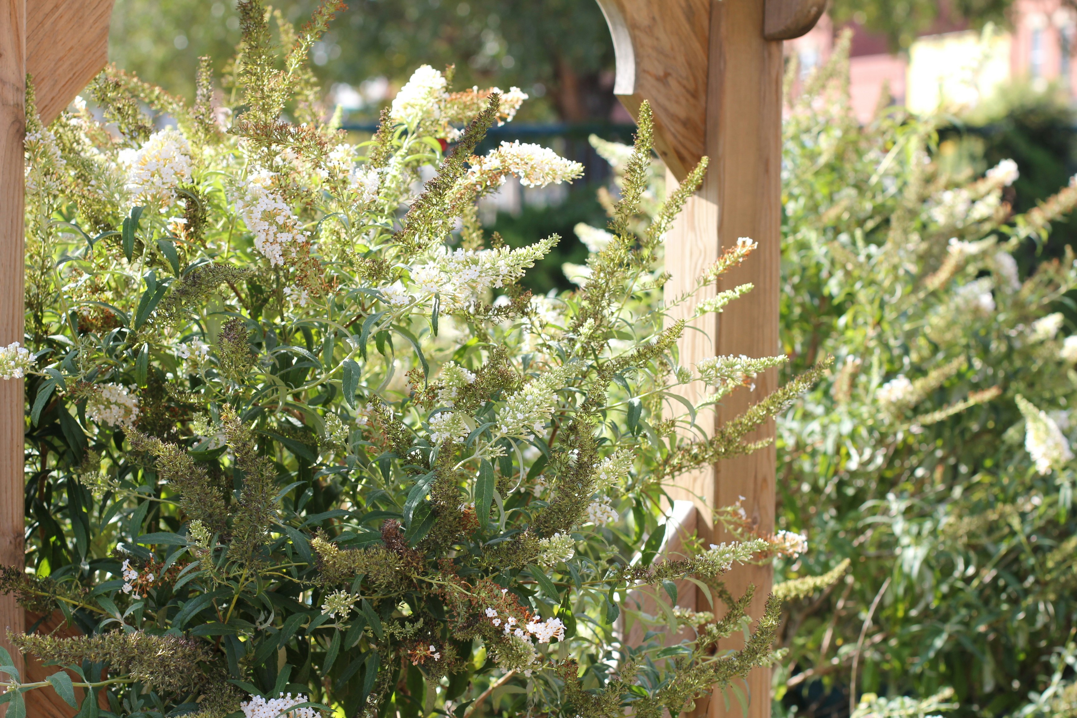 Whispers of Nature: A Floral Haven