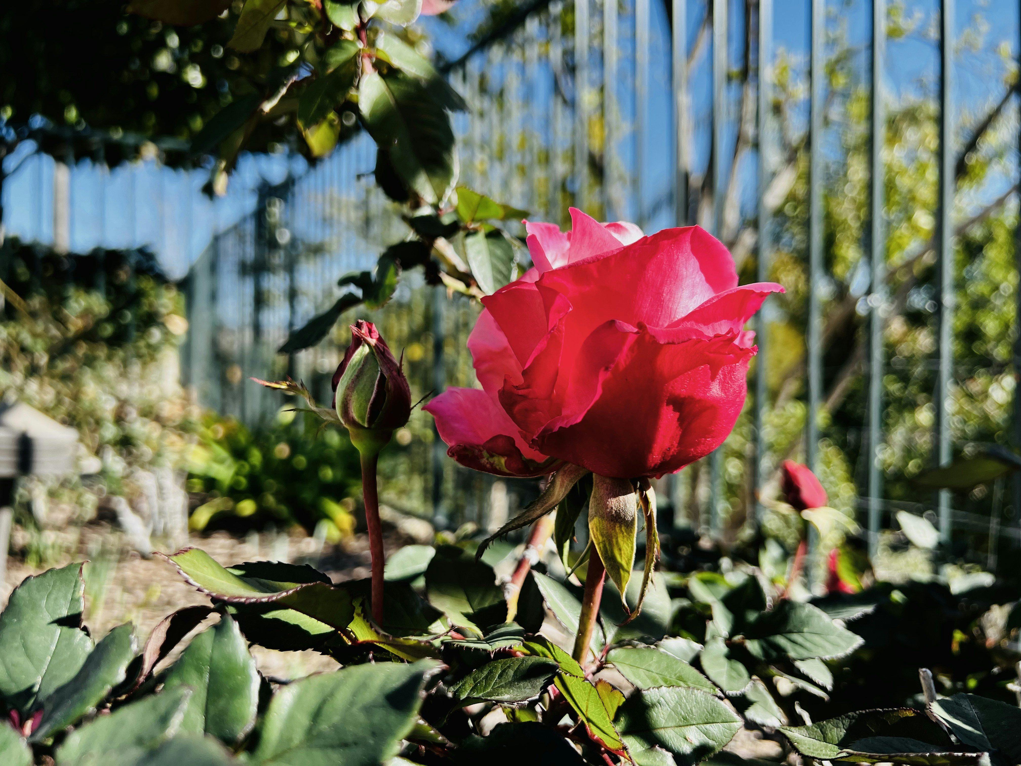 Sunlit Pink Rose Framed by a Quiet Garden Fence